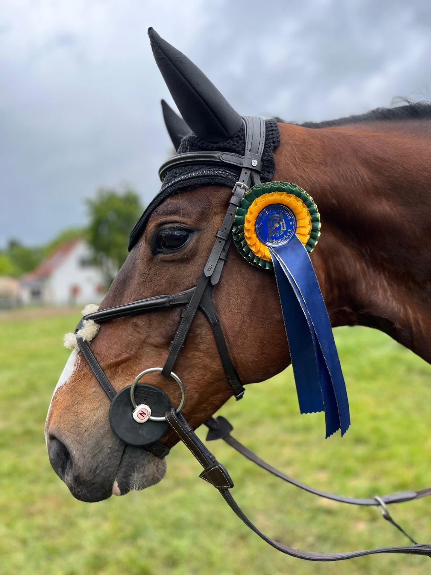 Oldenburger Springpferd Wallach 8 Jahre 165 cm Brauner in Lachendorf