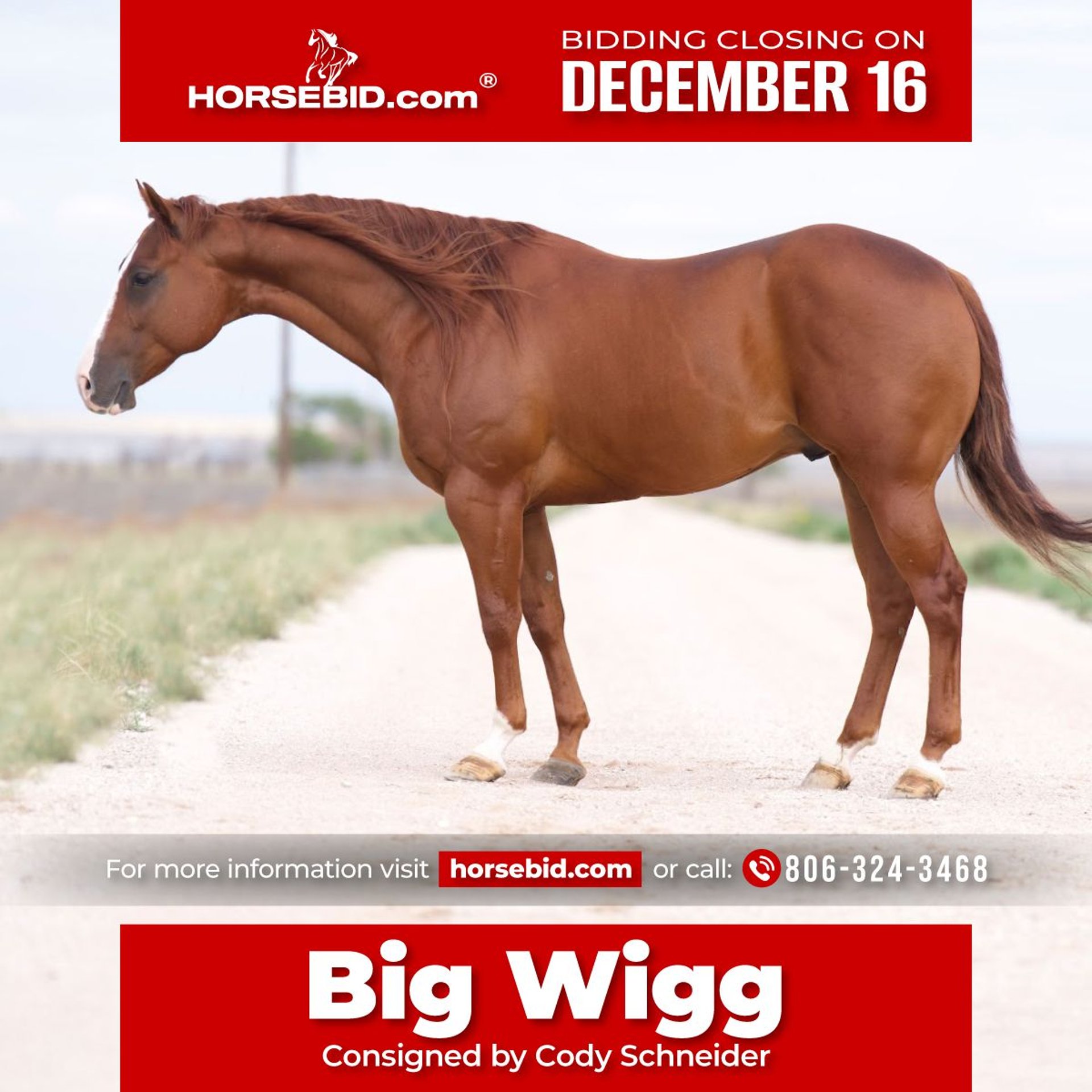 American Quarter Horse Gelding 9 years 15 hh Sorrel in Canyon