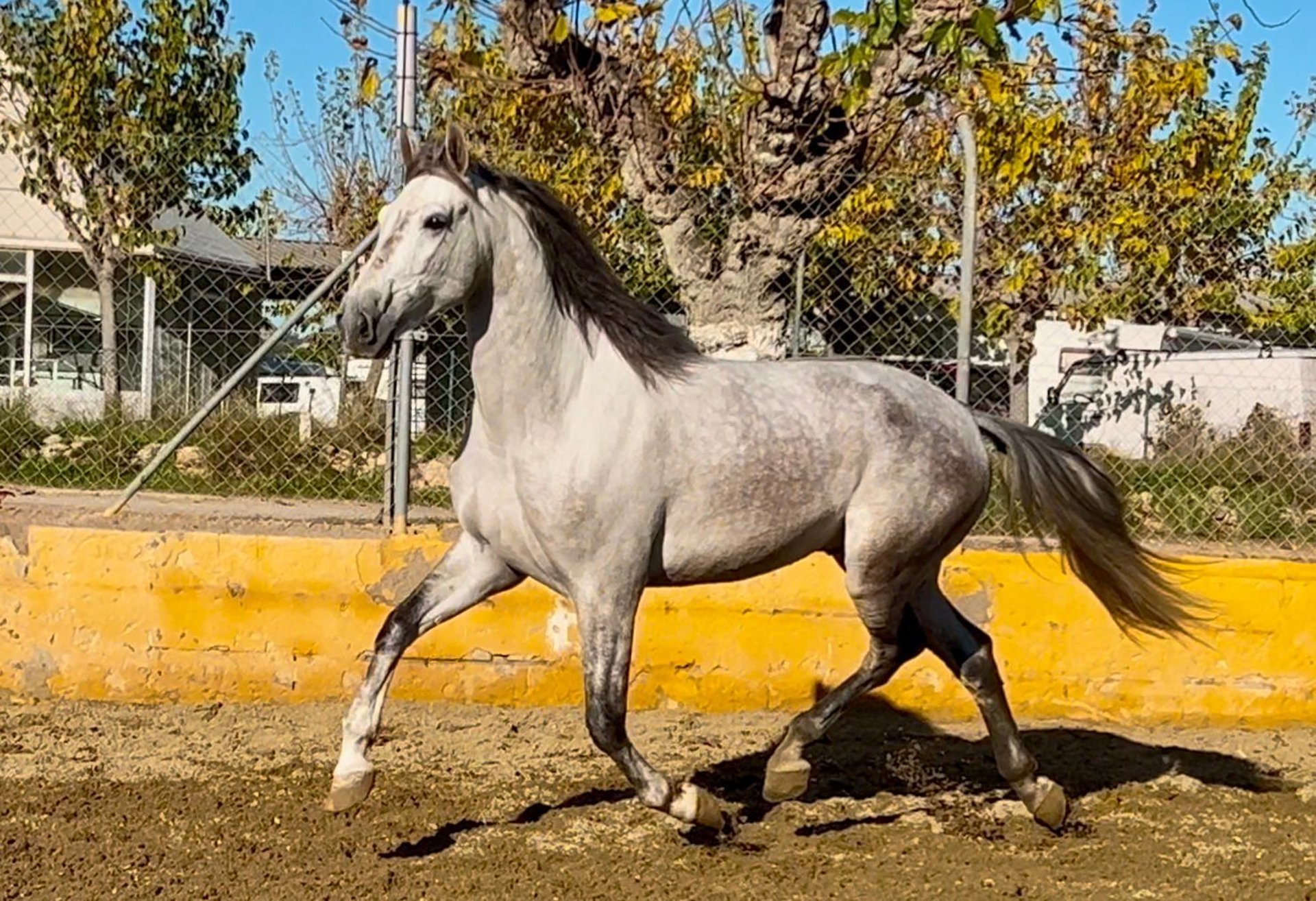PRE Mix Gelding 6 years 16 hh Gray-Dapple in Martfeld