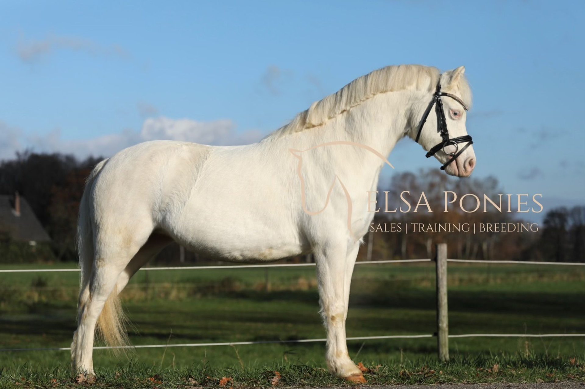 Welsh-A Jument 5 Ans 120 cm Cremello in Aalten