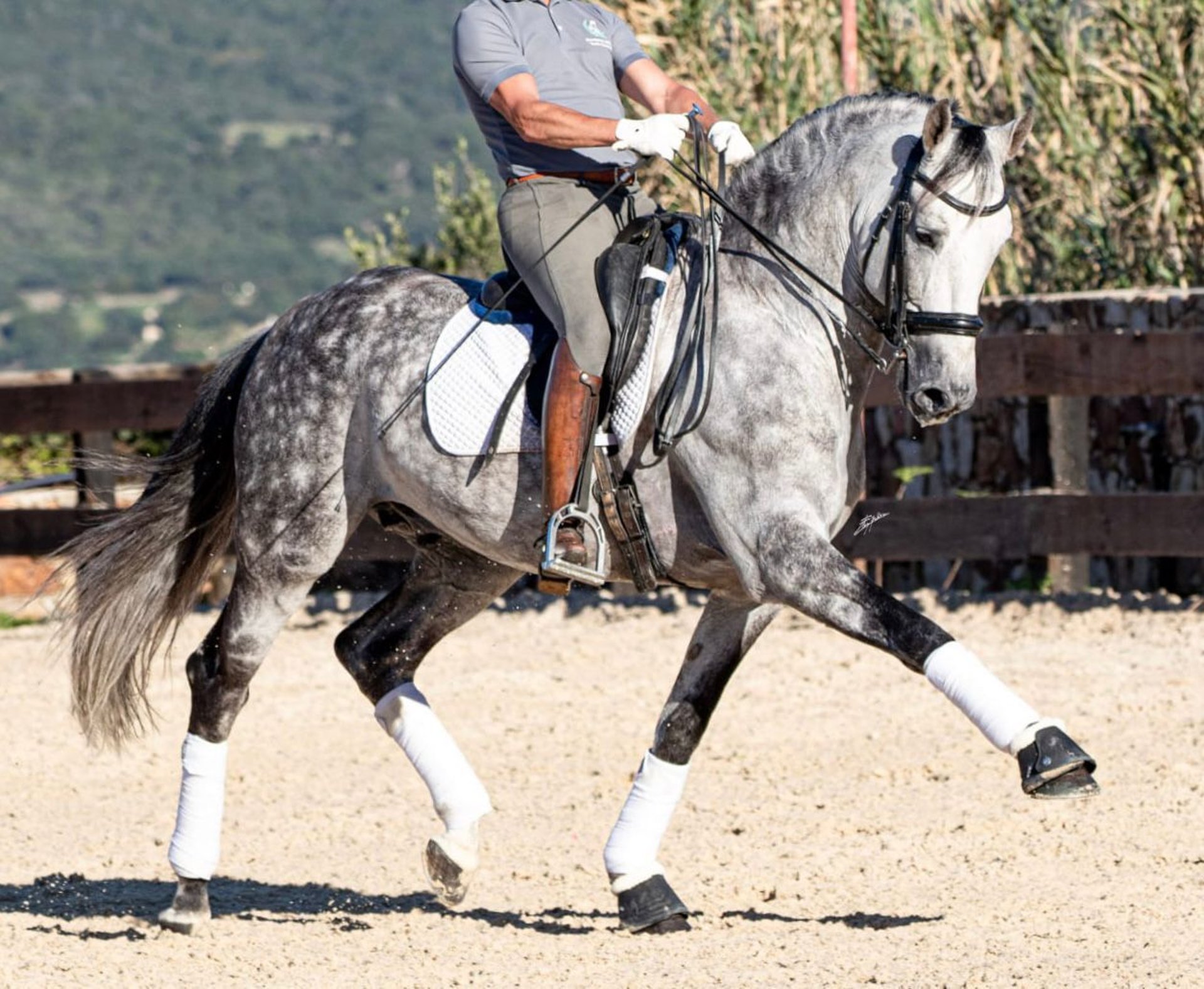 Andalusier Hengst 9 Jahre 166 cm Apfelschimmel in Madrid
