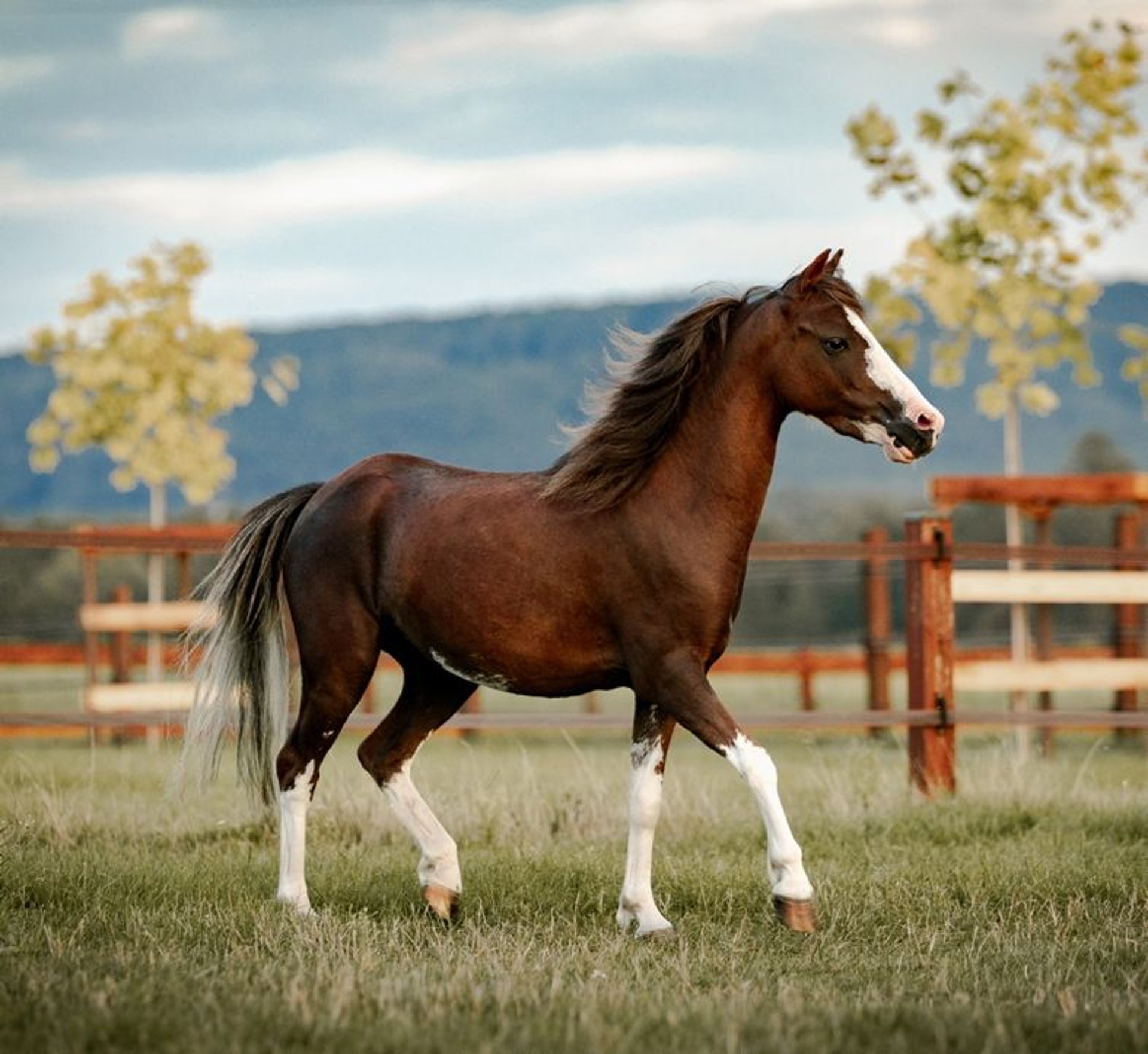 American Miniature Horse Mare 3 years 10 hh Chestnut in LeinburgLeinburg