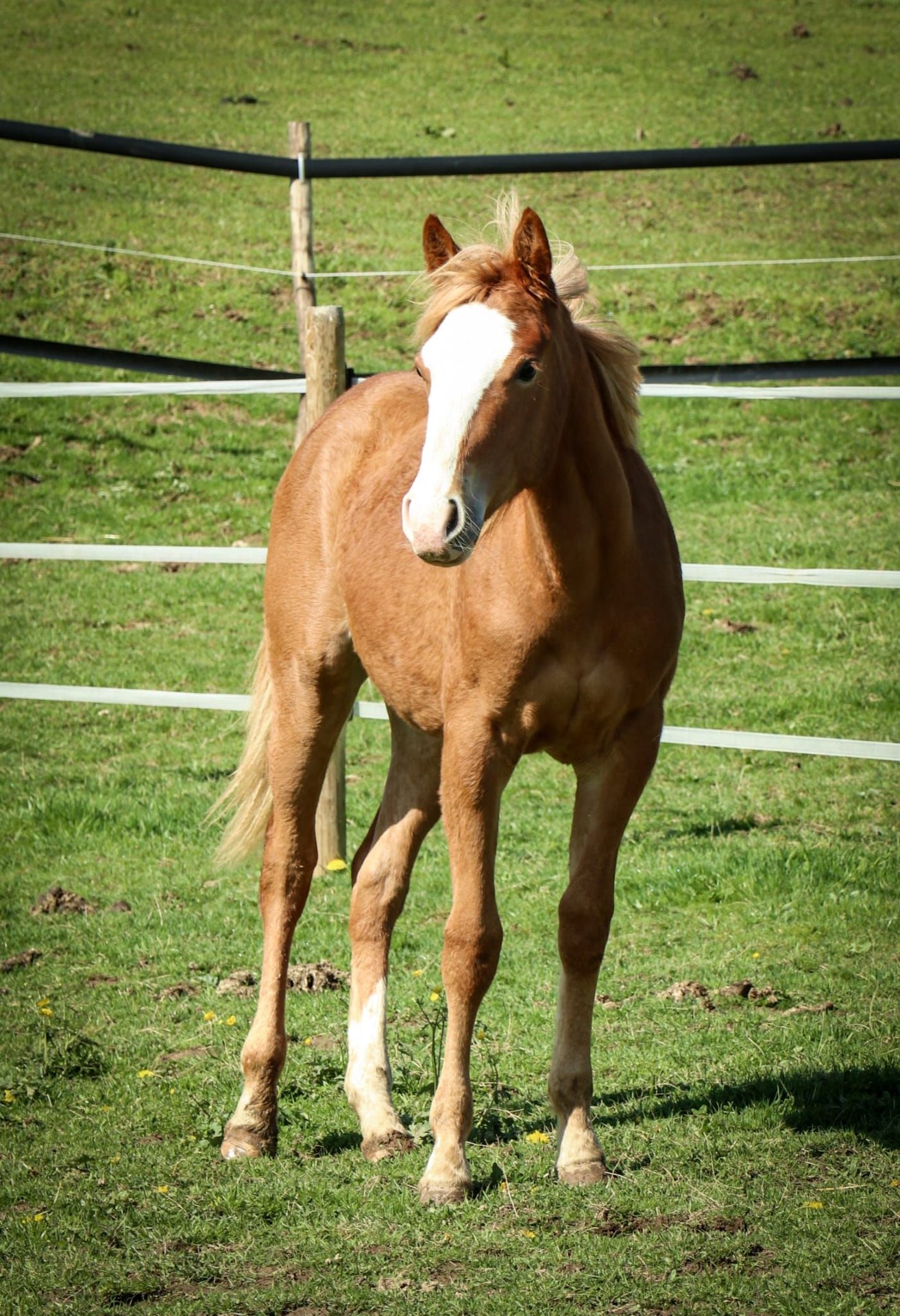 American Quarter Horse Stute 1 Jahr Fuchs in Burscheid