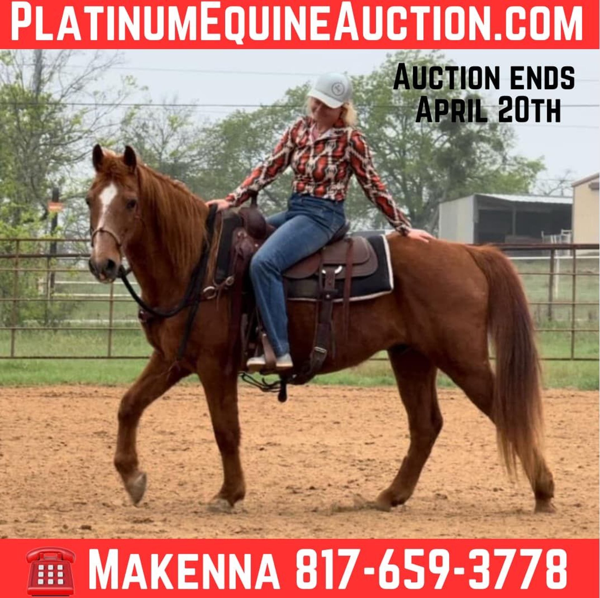 American Quarter Horse Gelding 15 years 14,1 hh Sorrel in Weatherford TX