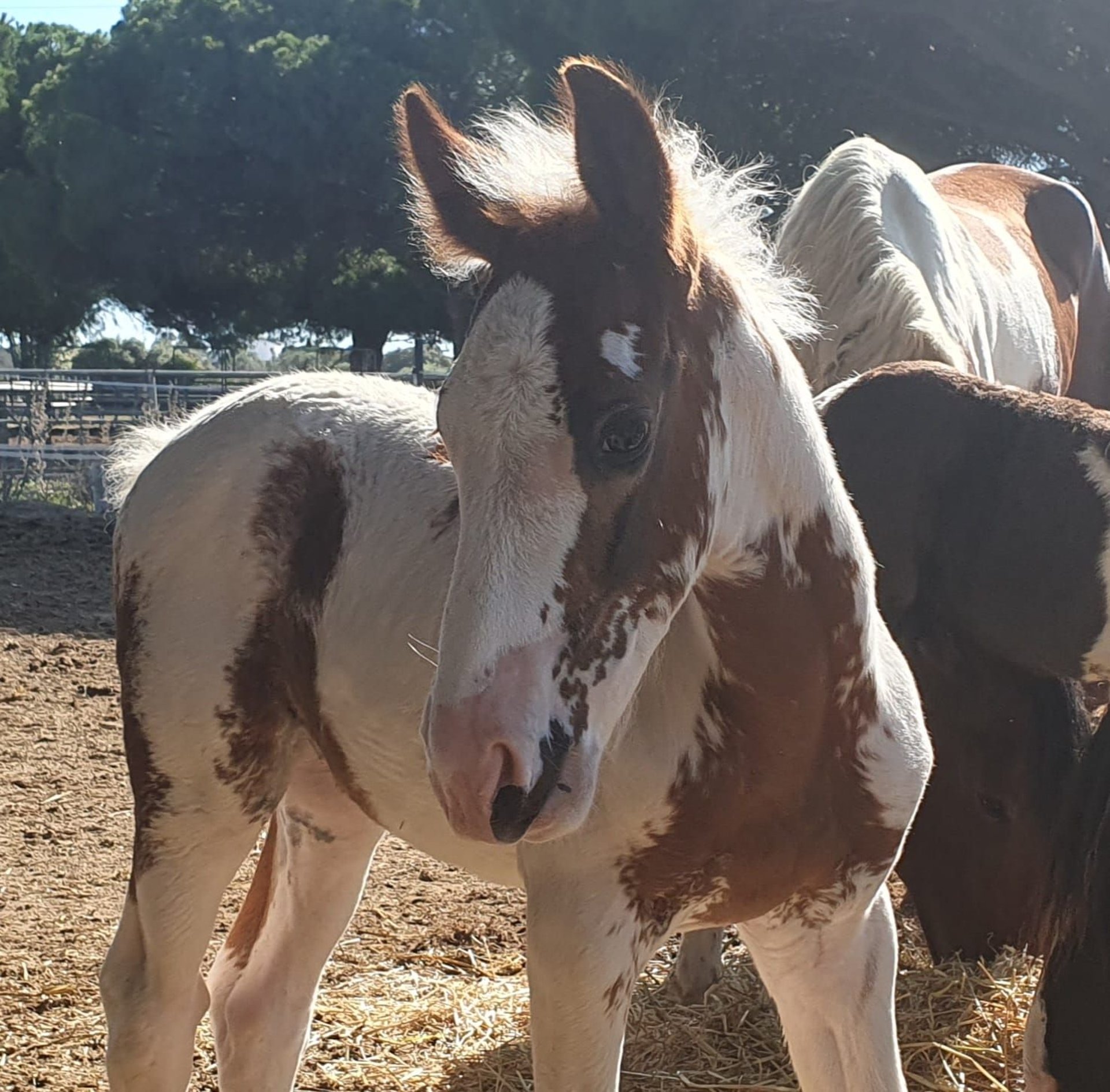 Baroque Pinto Stallion 1 year in Chiclana de la Frontera