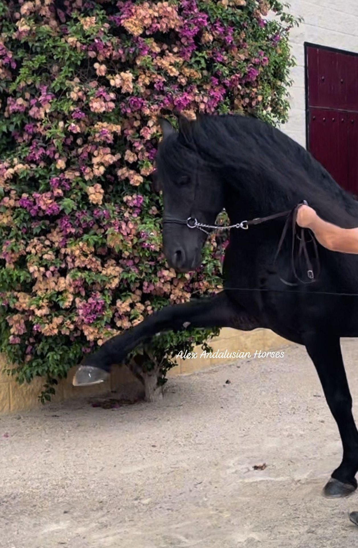 Friesian horses Stallion 8 years 16 hh Black in Sevilla