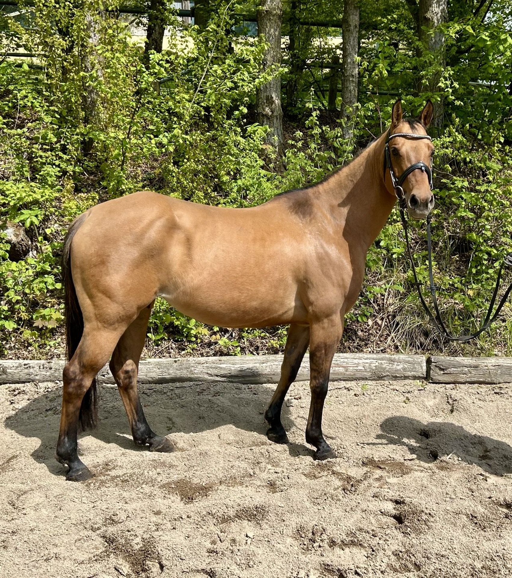 American Quarter Horse Mare 6 years 14 hh Dunalino in Pelmberg