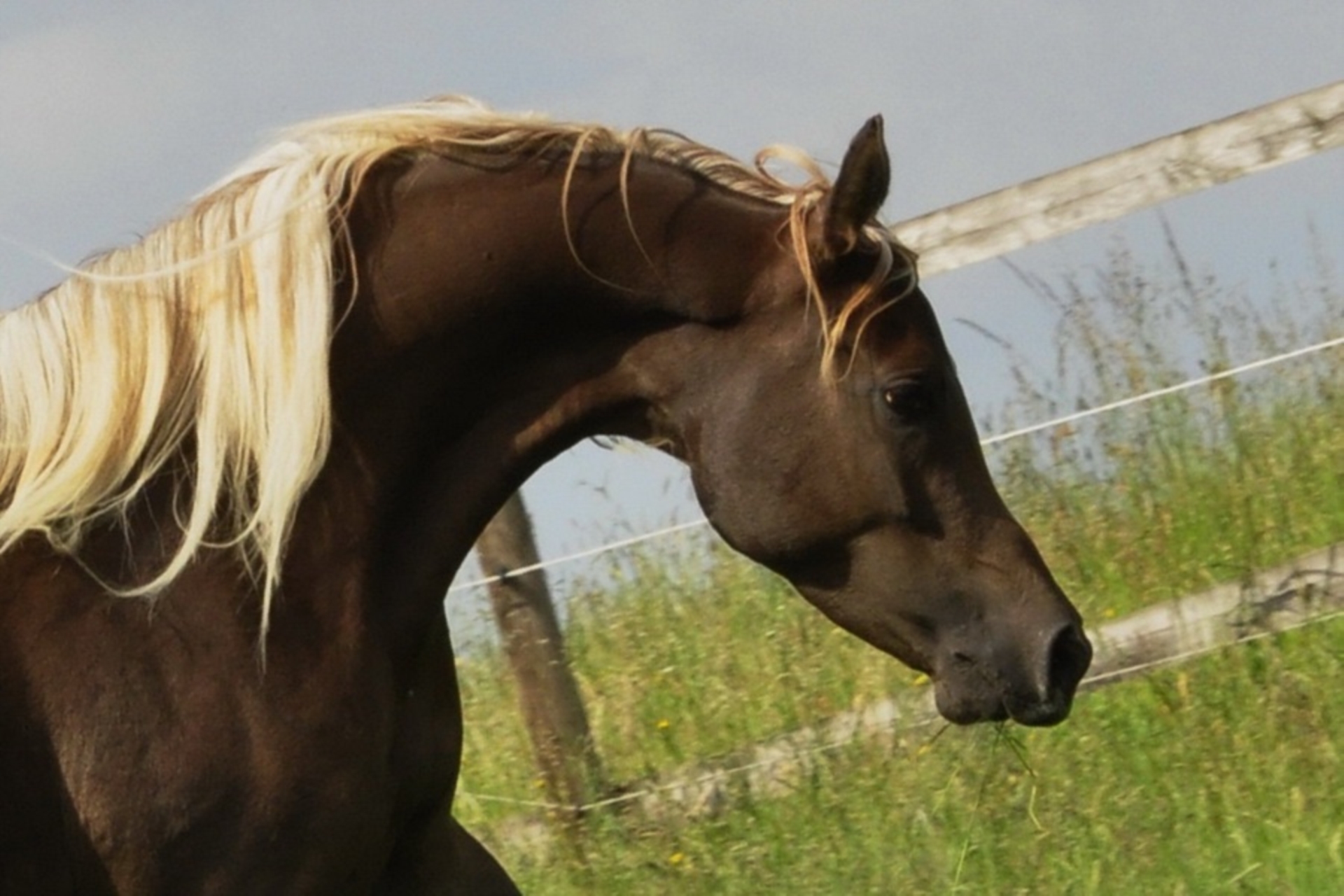 Ägyptischer Araber Stute 14 Jahre 152 cm Dunkelfuchs in Tiefenbach