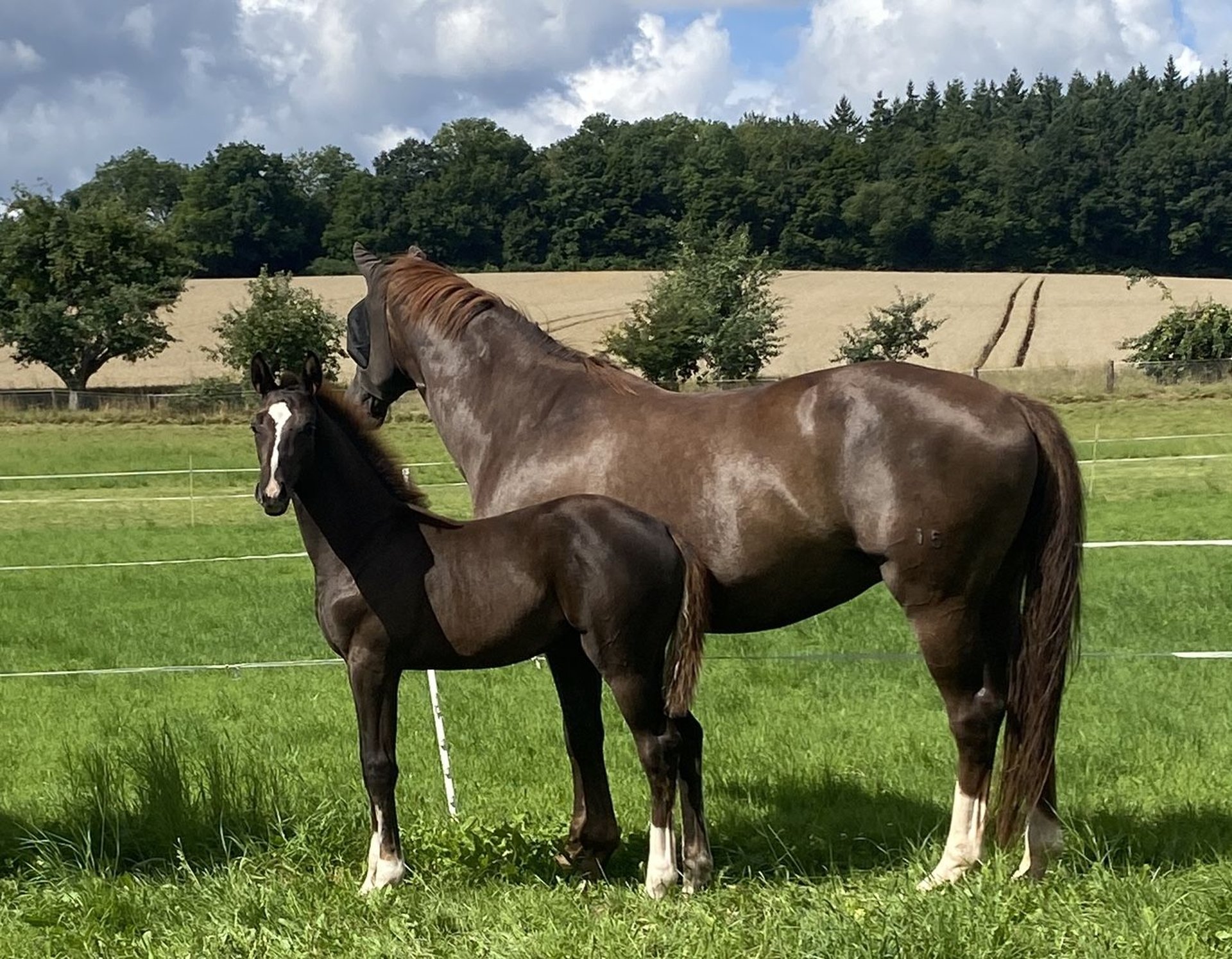 Hanoverian Stallion Foal (04/2025) Chestnut in Rosdorf