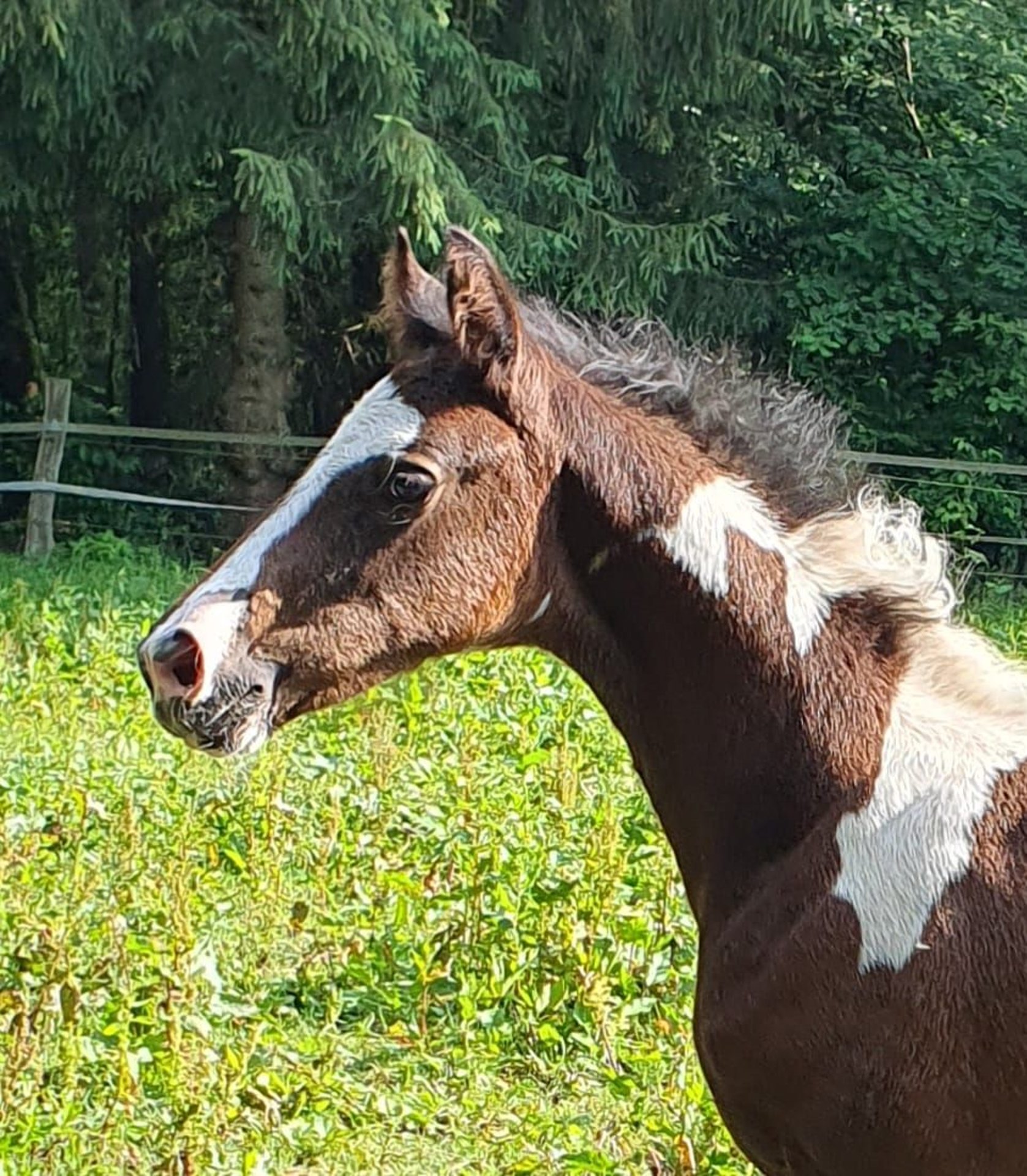 Oldenburger Hengst Fohlen (04/2024) 170 cm Schecke in Jesteburg