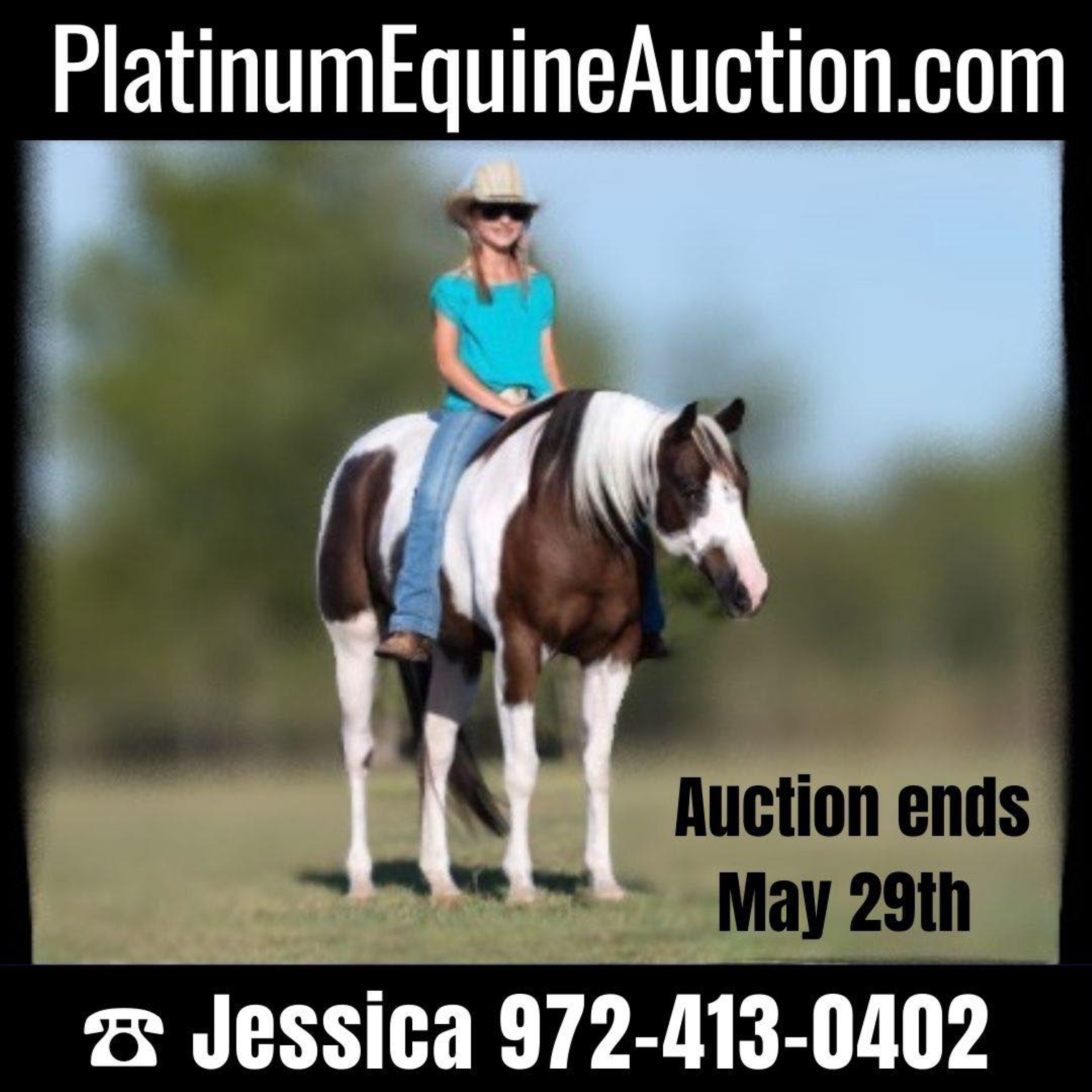 American Quarter Horse Gelding 11 years Tobiano-all-colors in Raveena, TX