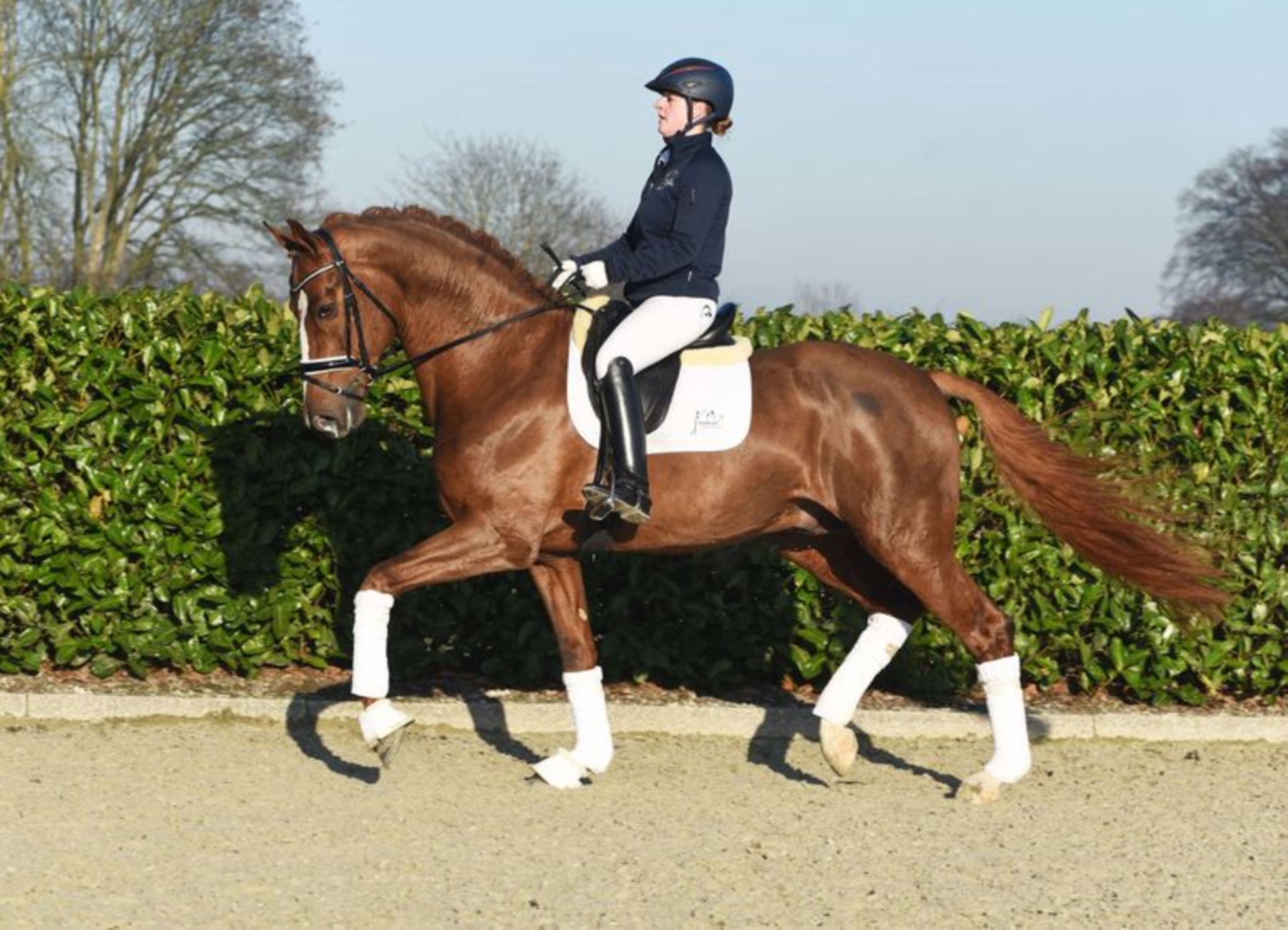 FIRST DEAL Oldenburg Stallion Chestnut-Red in Warendorf