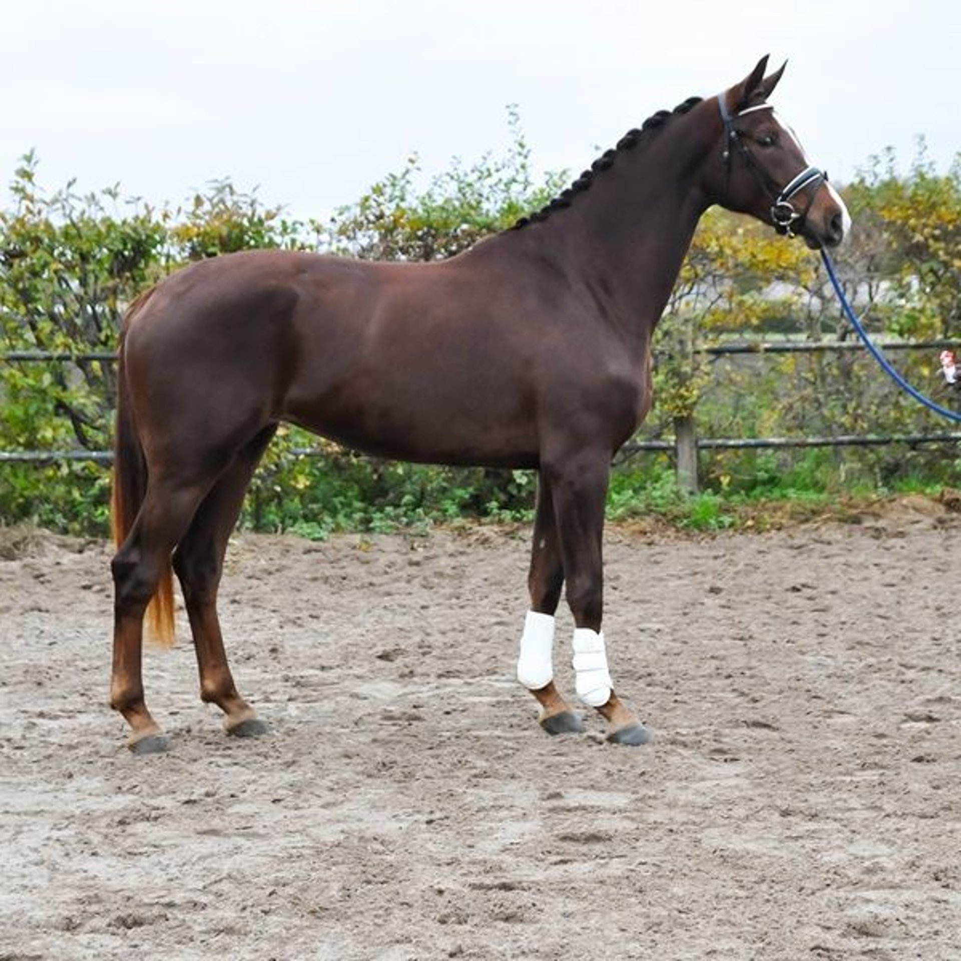 KWPN Yegua 2 años 171 cm Alazán-tostado in Prinsenbeek