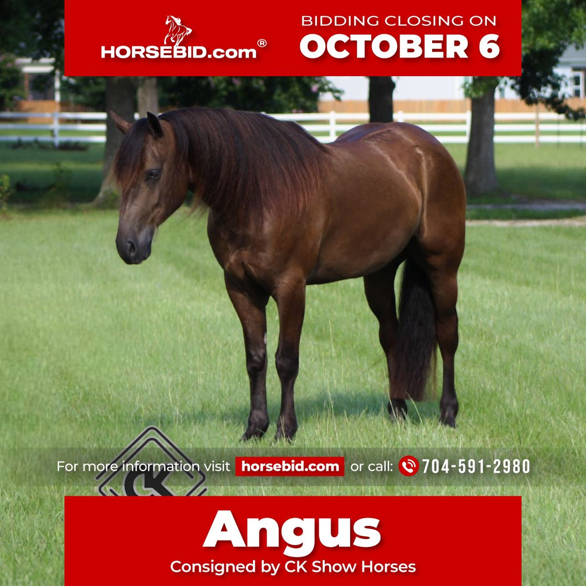 Friesian horses Mix Gelding 5 years 14 hh Black in Selma