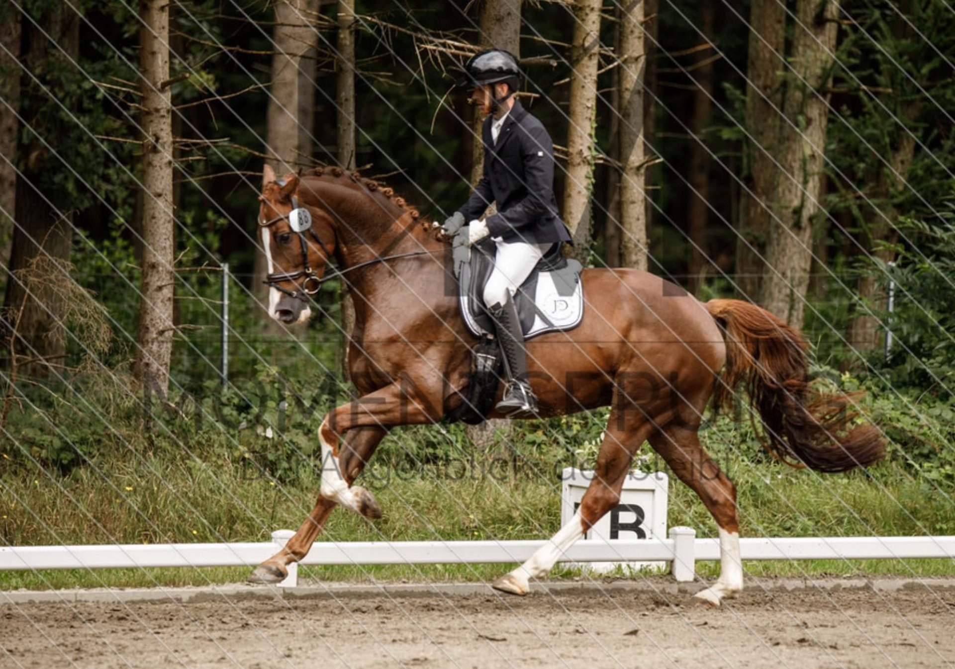Oldenburger Springpferd Wallach 4 Jahre 174 cm Fuchs in Heiligenstedten