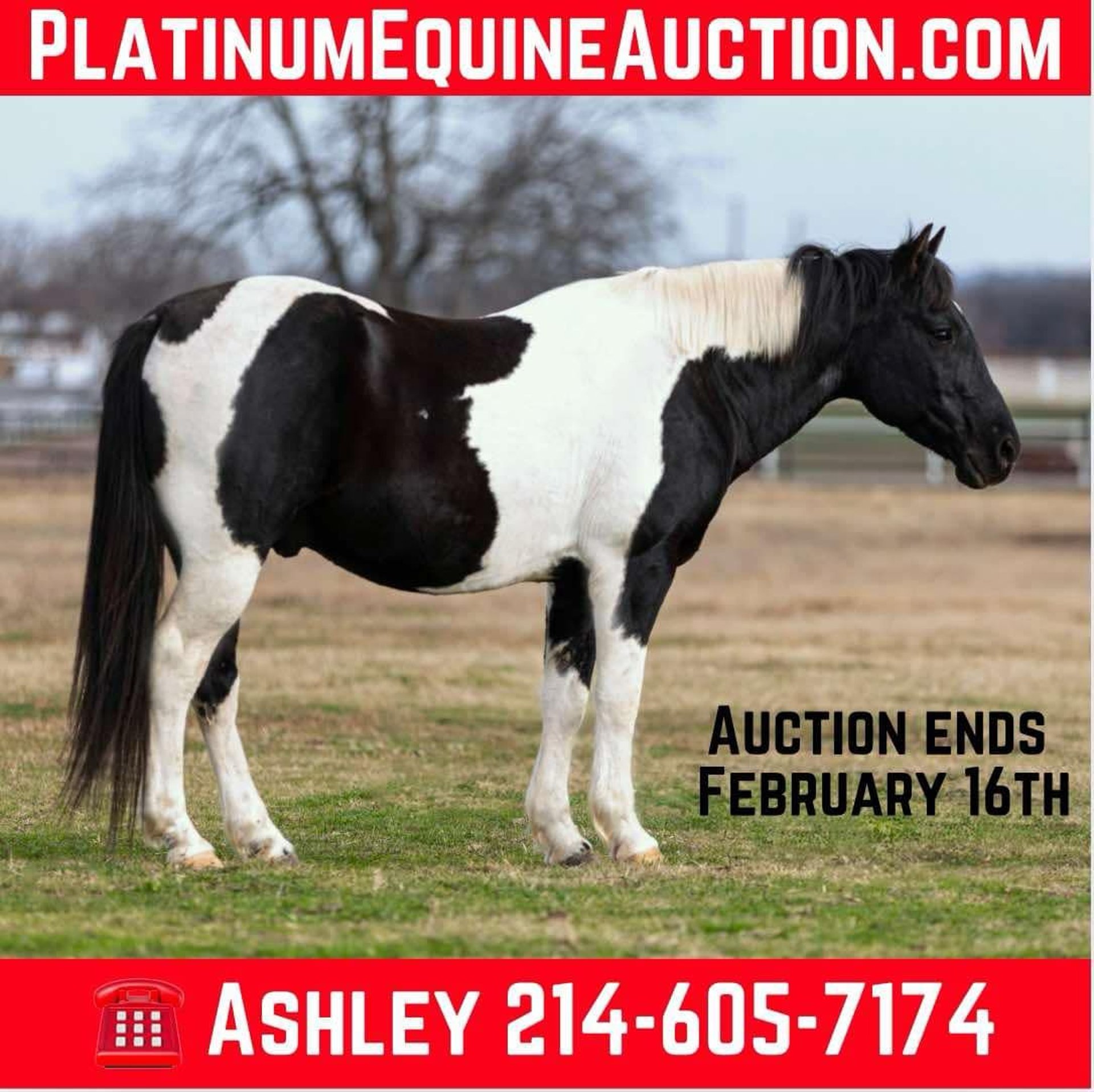 American Quarter Horse Gelding 12 years Tobiano-all-colors in ...