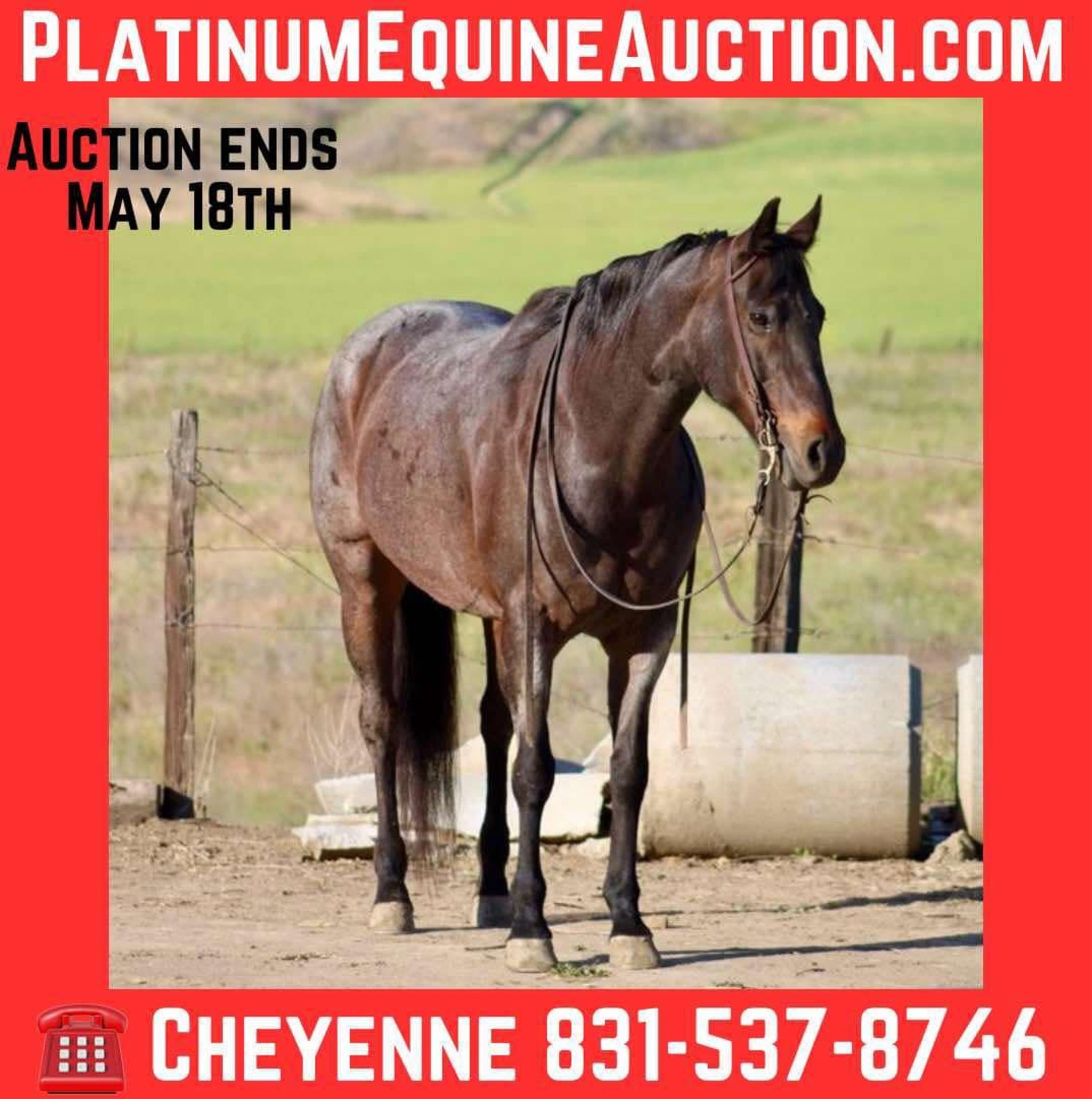 American Quarter Horse Mare 12 years 15,1 hh Roan-Bay in Bitterwater CA