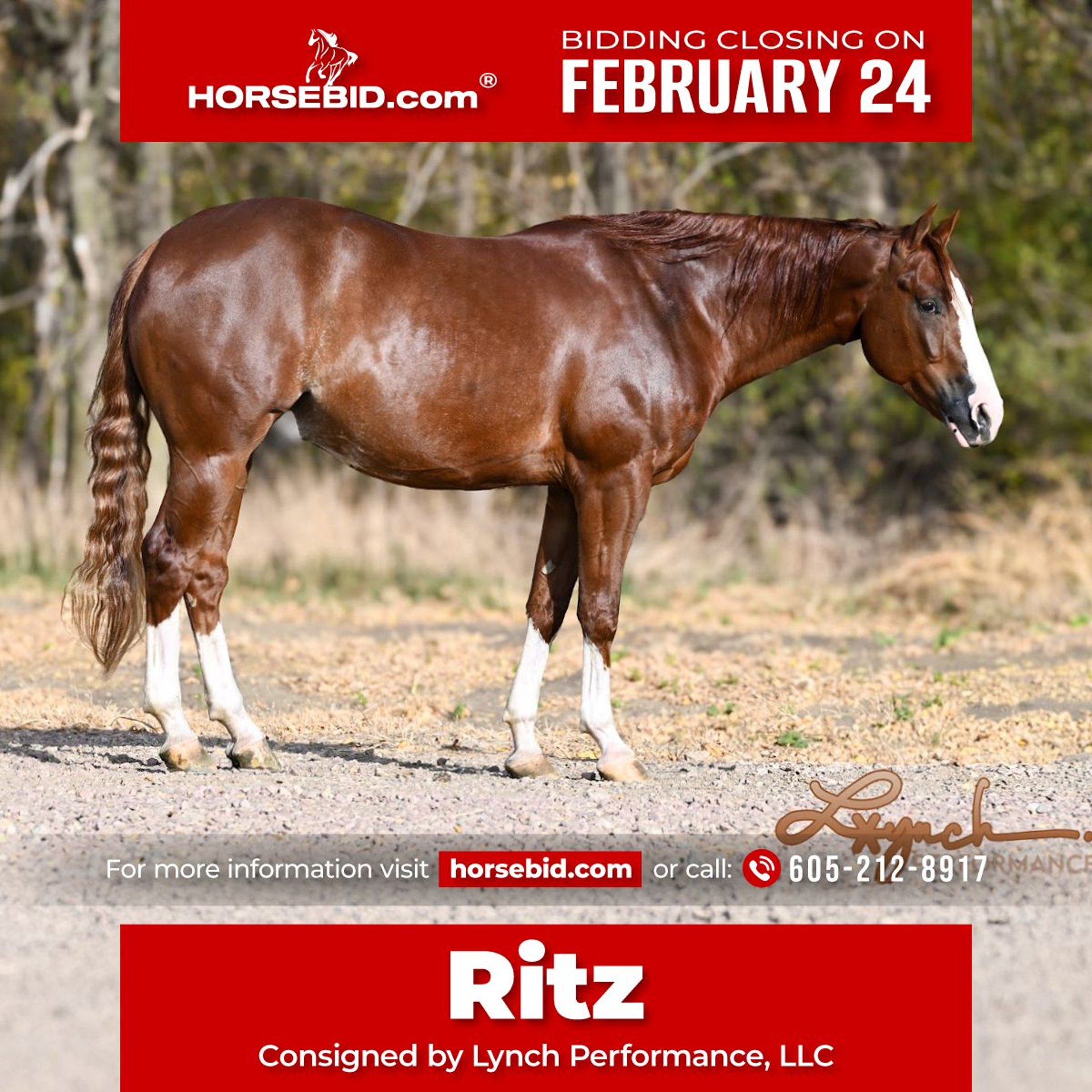 American Quarter Horse Gelding 4 years 15 hh Sorrel in Canistota, SD