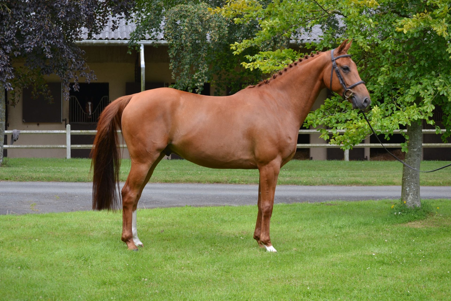 Selle Français Hongre 6 Ans 156 cm Alezan in Pordic