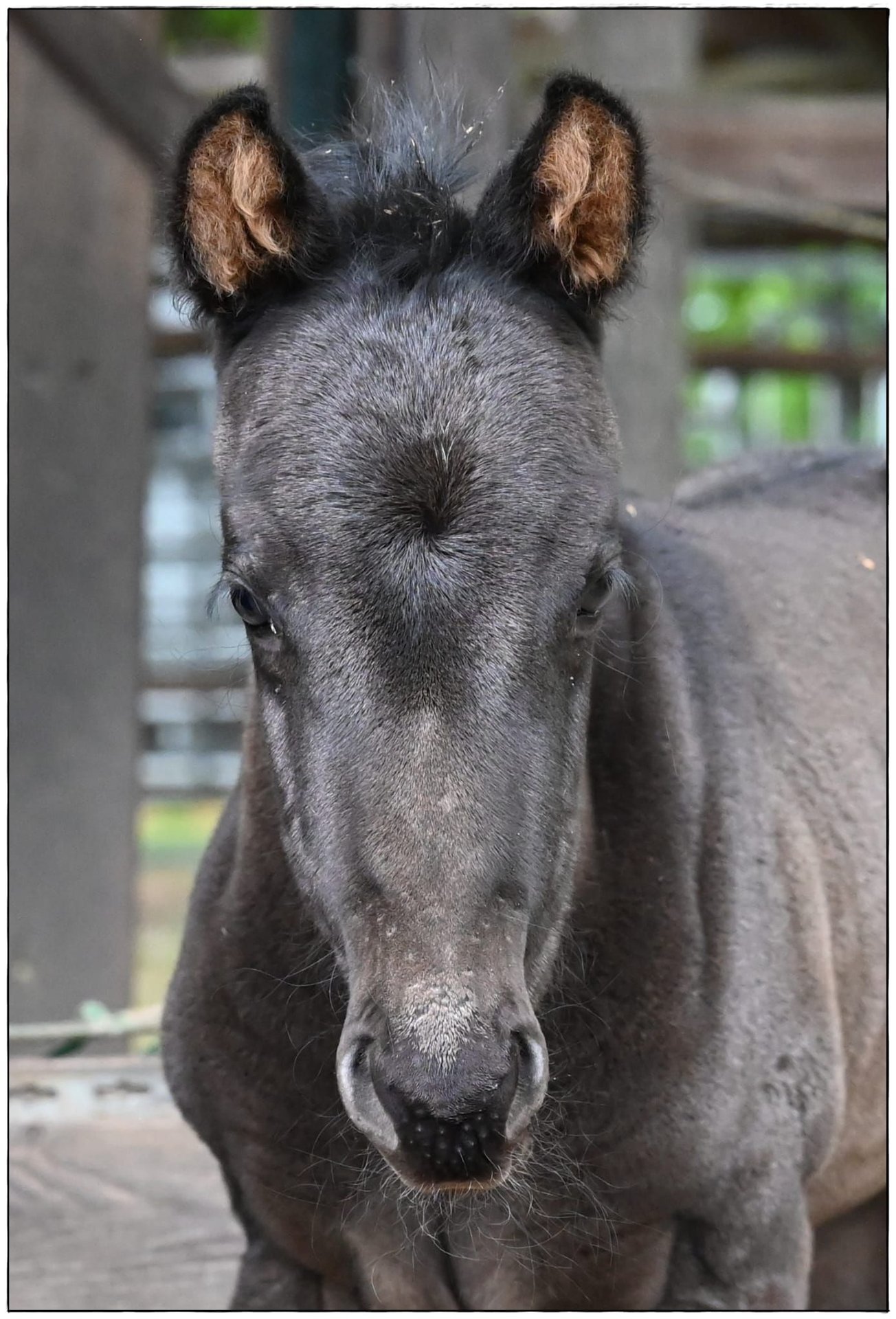 Caballo cuarto de milla Semental Potro (04/2025) Ruano azulado in Gifhorn