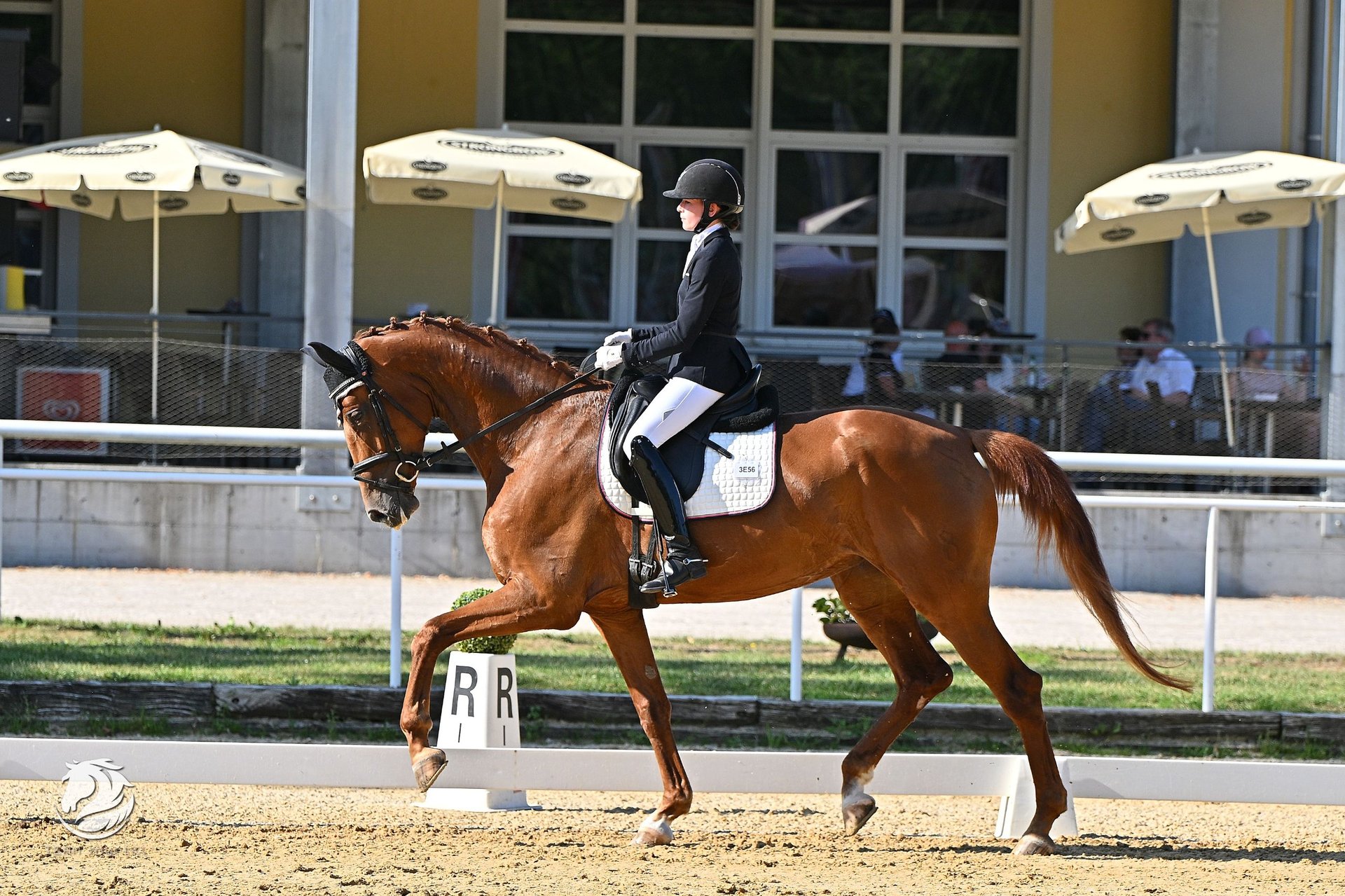 Oldenburg Mare 7 years 17,1 hh Chestnut-Red in Wendling