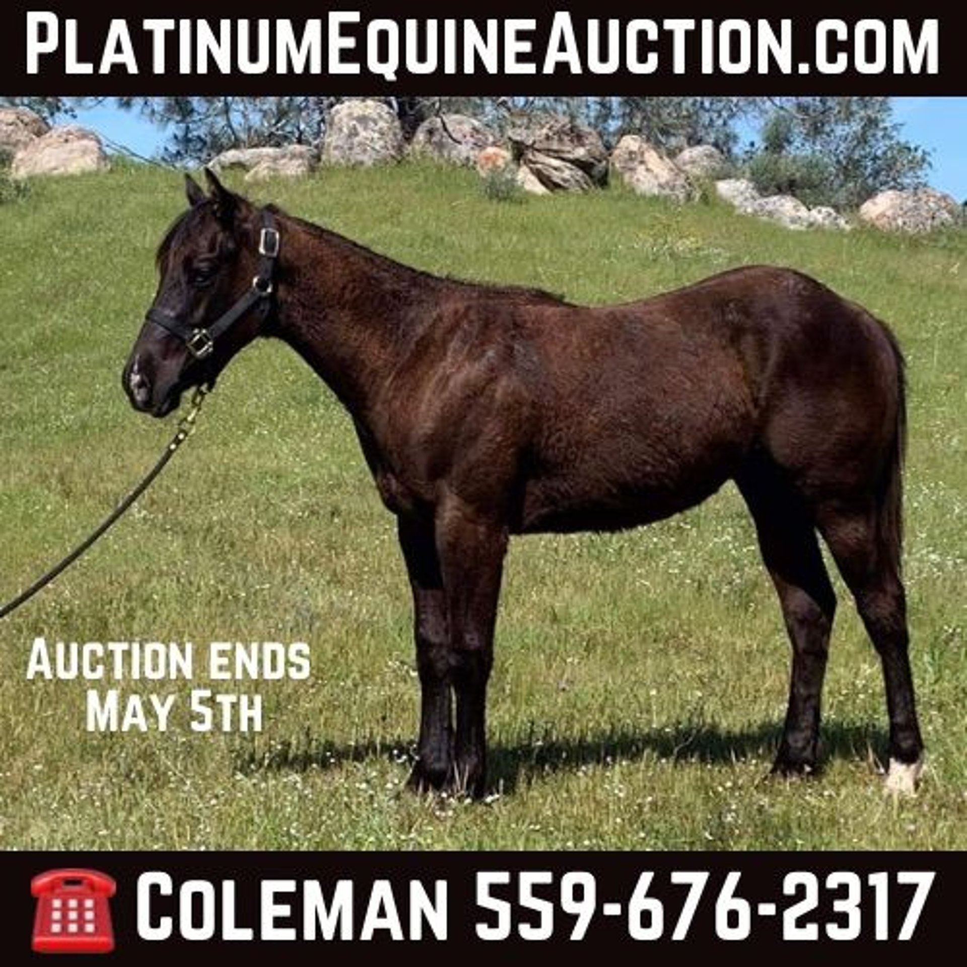 American Quarter Horse Stallion 2 years 15 hh Black in Raymond CA