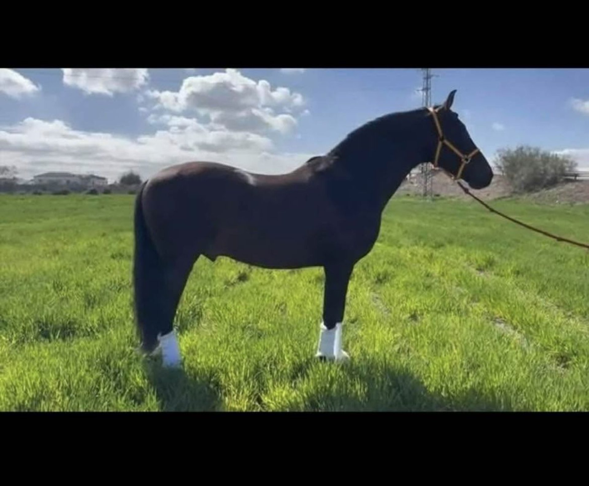 PRE Hengst 9 Jahre 158 cm Rotbrauner in Huerta Del Colegio