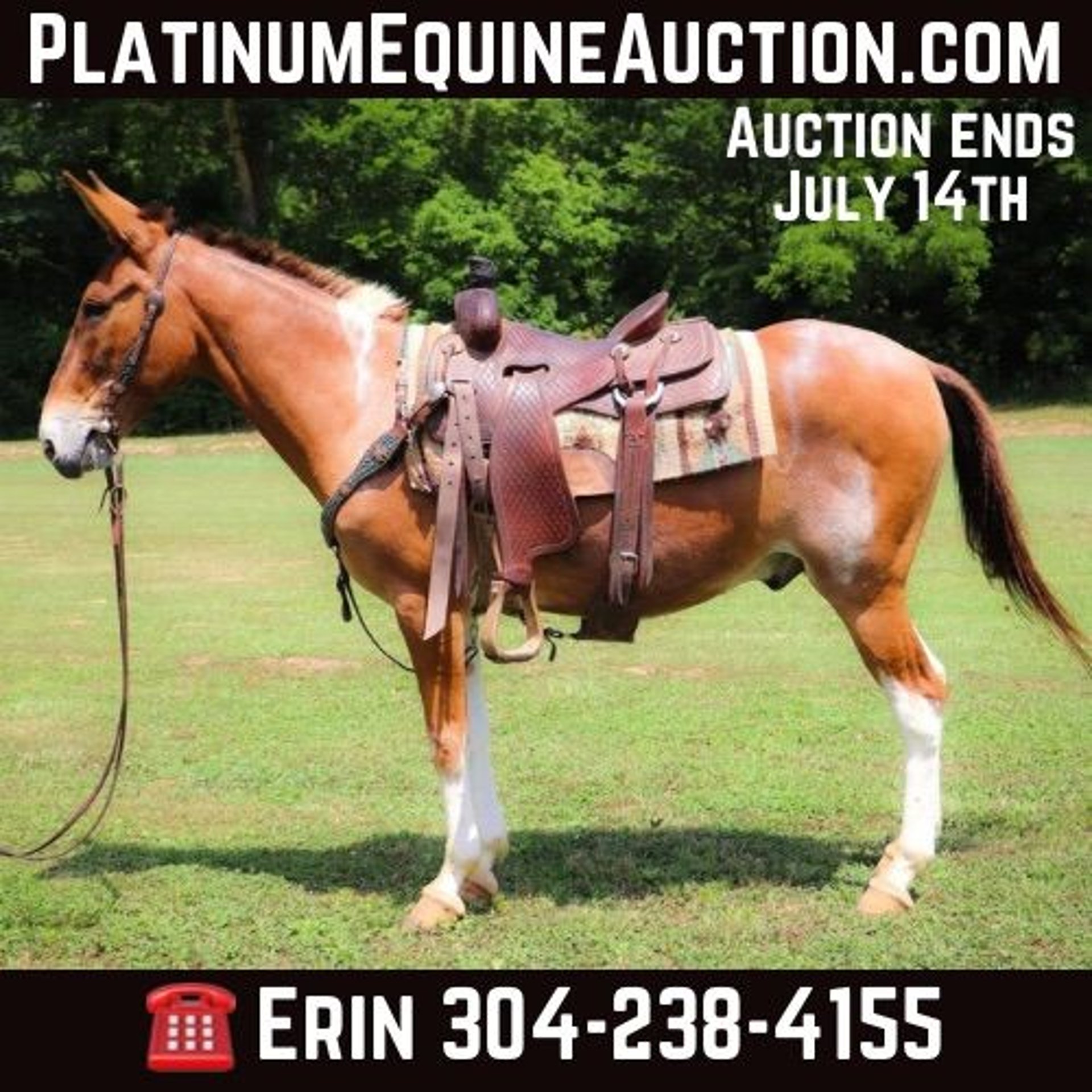 Muildier Ruin 12 Jaar 147 cm Red Dun in Flemingsburg Ky