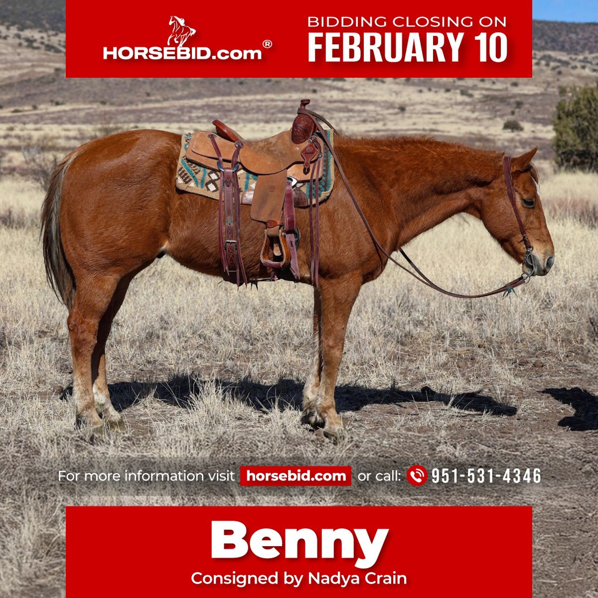 American Quarter Horse Gelding 9 years 15,2 hh Chestnut in Camp Verde, AZ