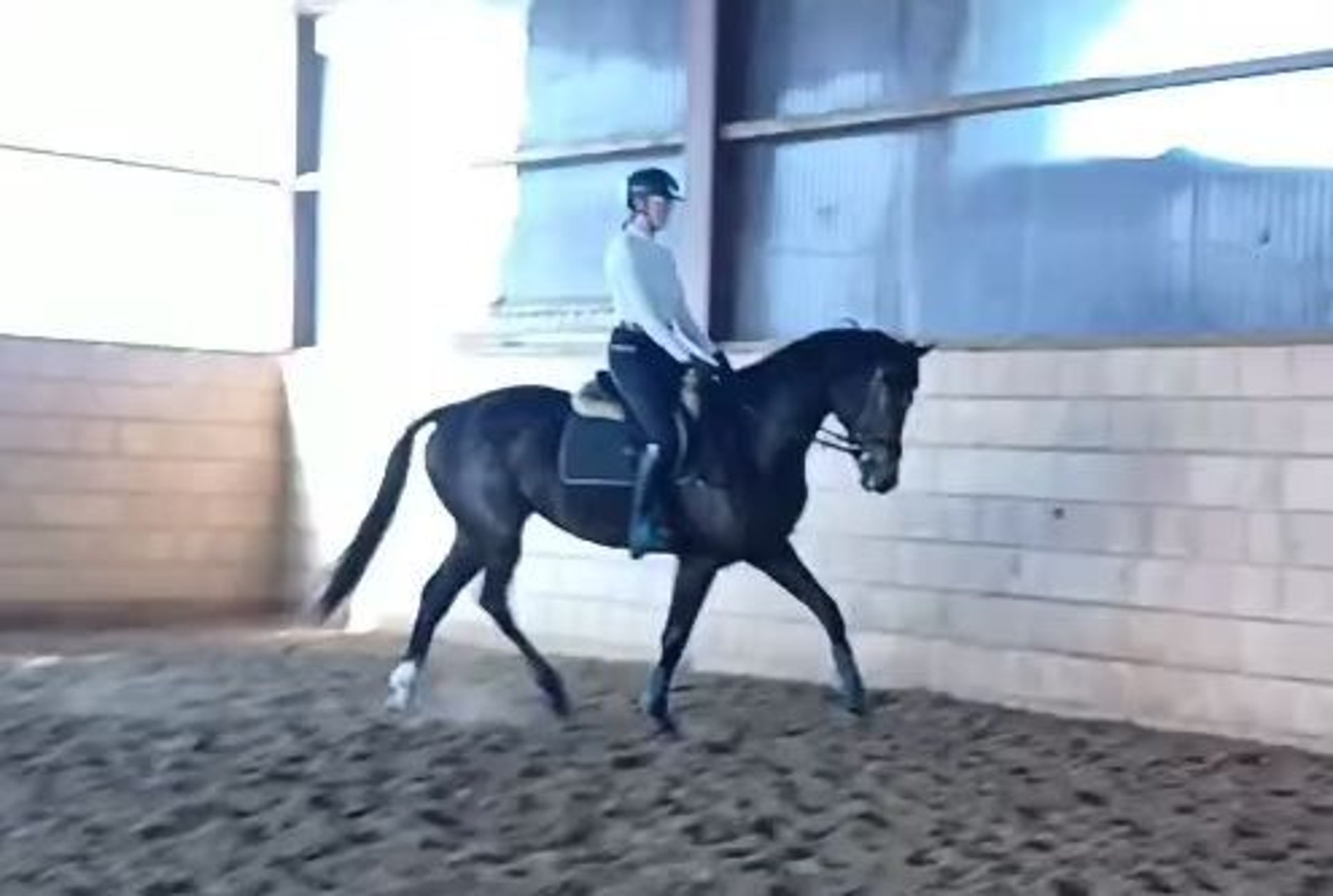 Oldenburg Mare 3 years 17 hh Bay-Dark in Lohne (Oldenburg)