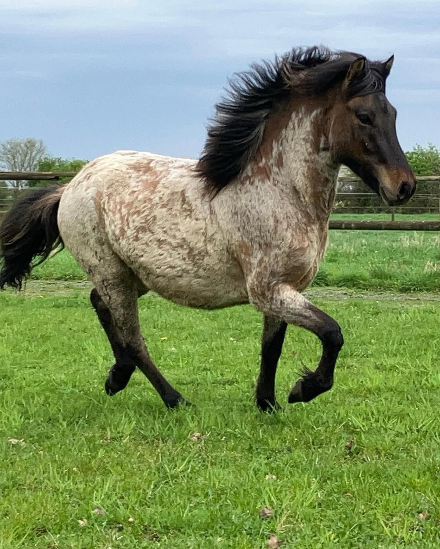 Icelandic Horse Stallion 3 years 13,2 hh Roan-Bay in Dedendorf