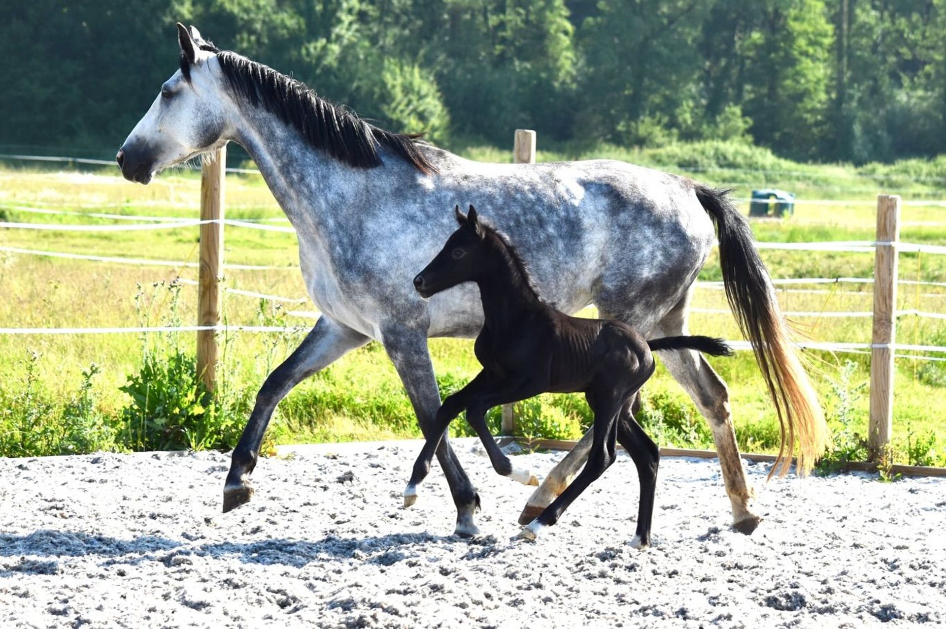 Hannoveraan Hengst Veulen (05/2025) Schimmel in Chateau Larcher