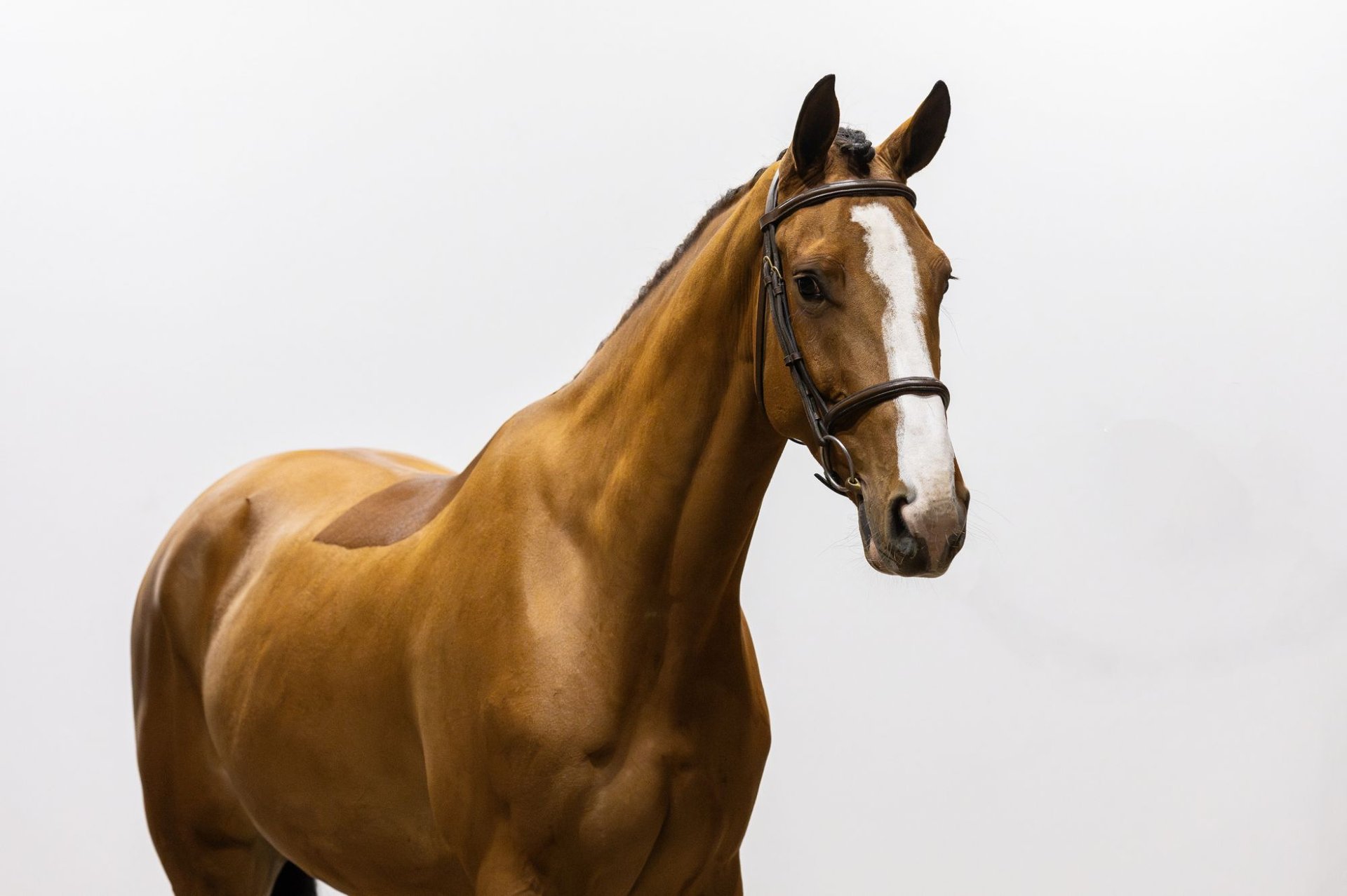 KWPN Gelding 4 years 16,1 hh Brown-Light in Waddinxveen