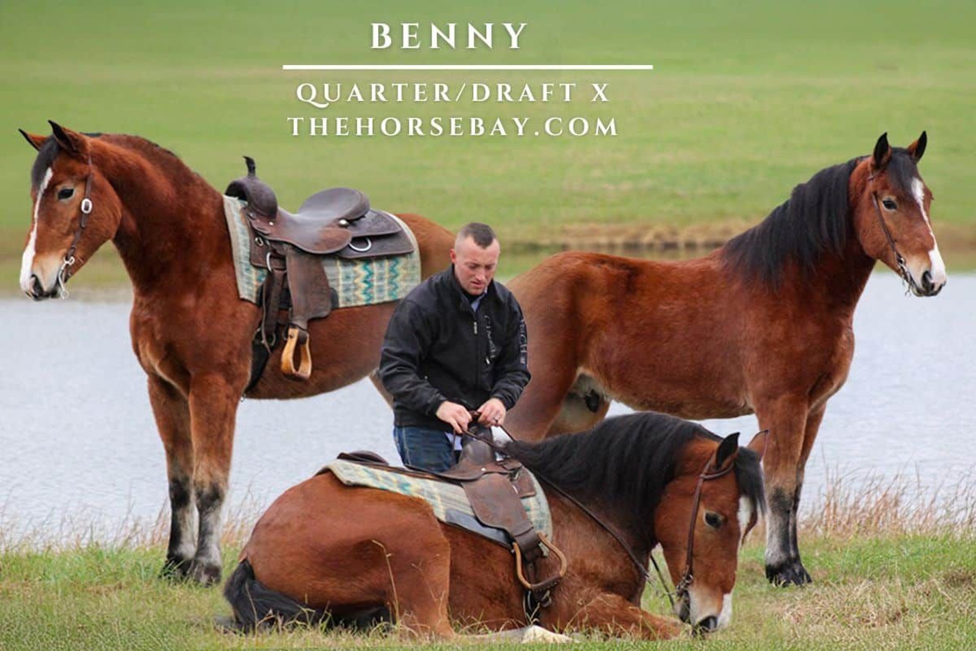 Draft Horse Mix Gelding 4 years 15,3 hh Bay in Strunk, KY