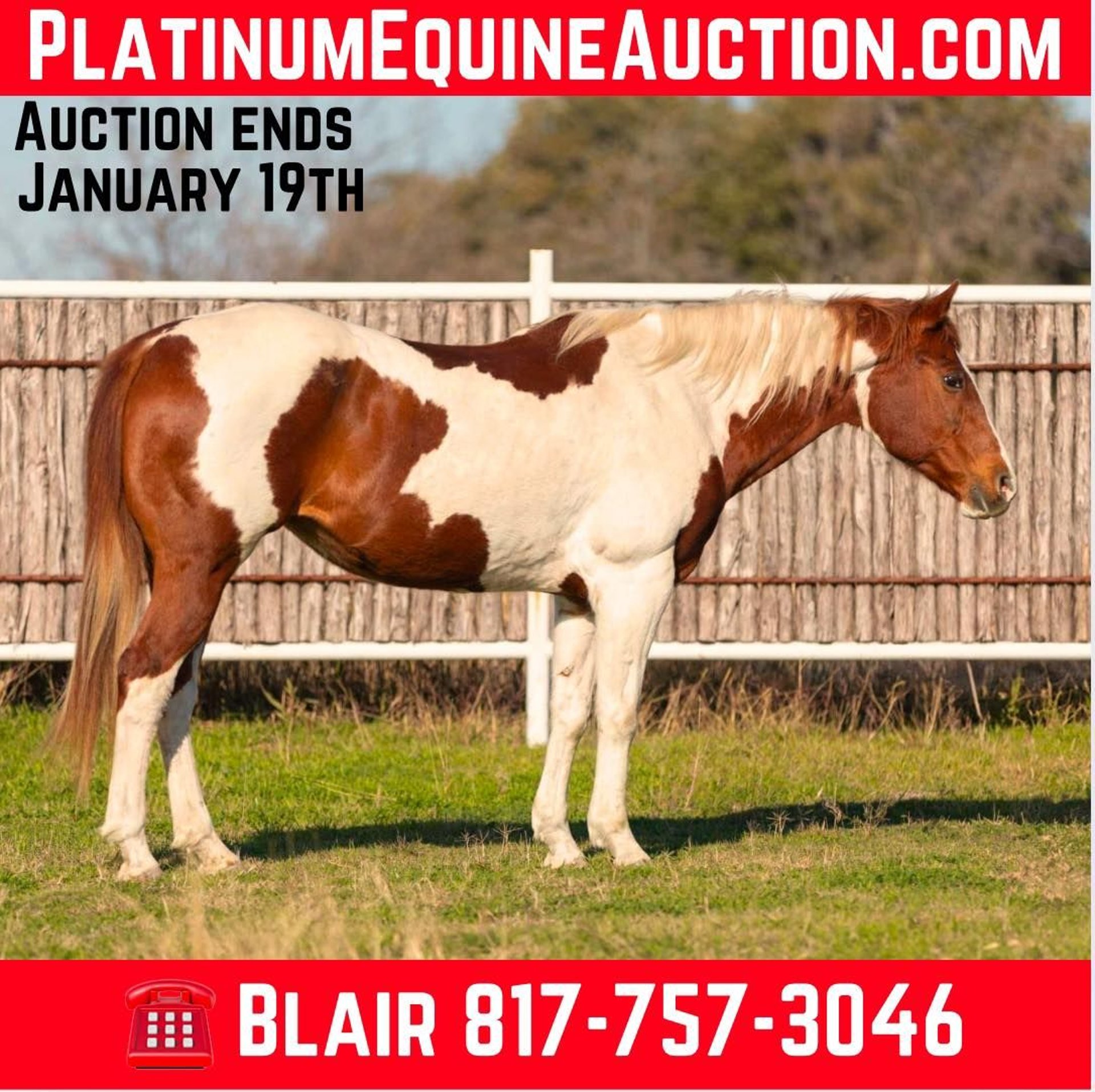 American Quarter Horse Stute 14 Jahre 152 cm Dunkelfuchs in Weatherford TX