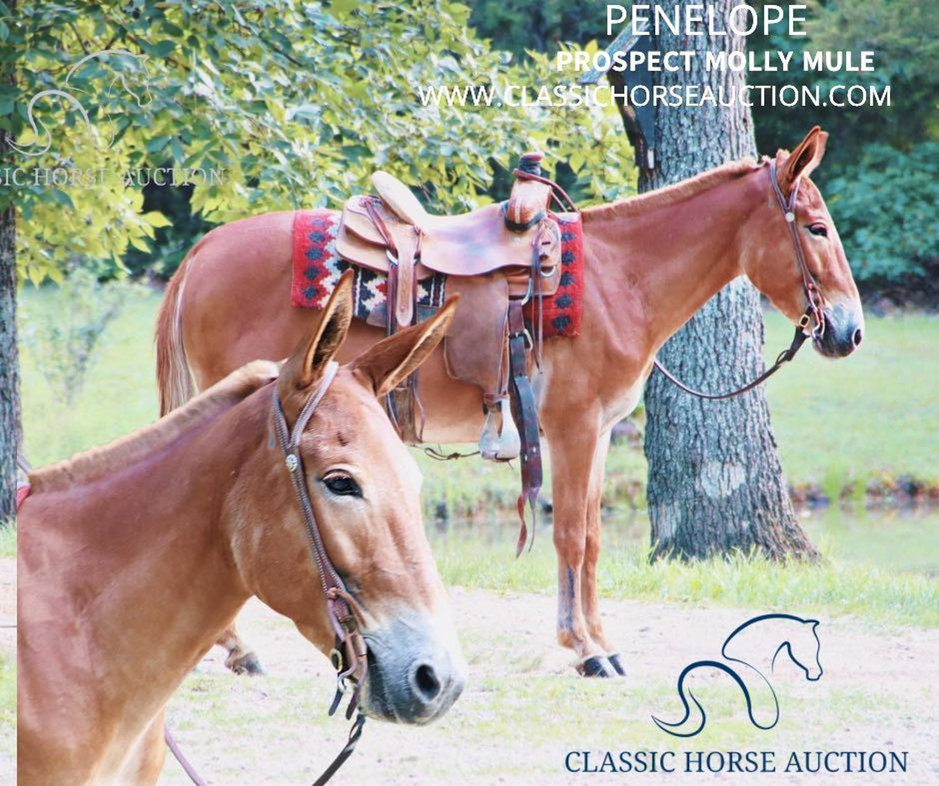 Mule Mare 4 years 13 hh Sorrel in Gerald, MO