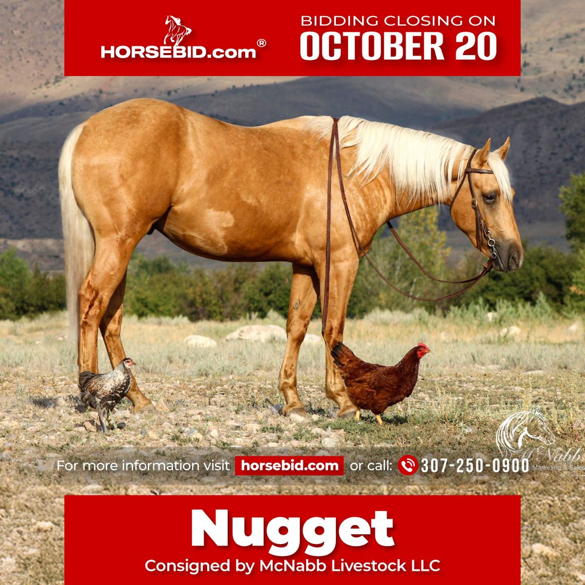 American Quarter Horse Wallach 2 Jahre 152 cm Palomino in Cody