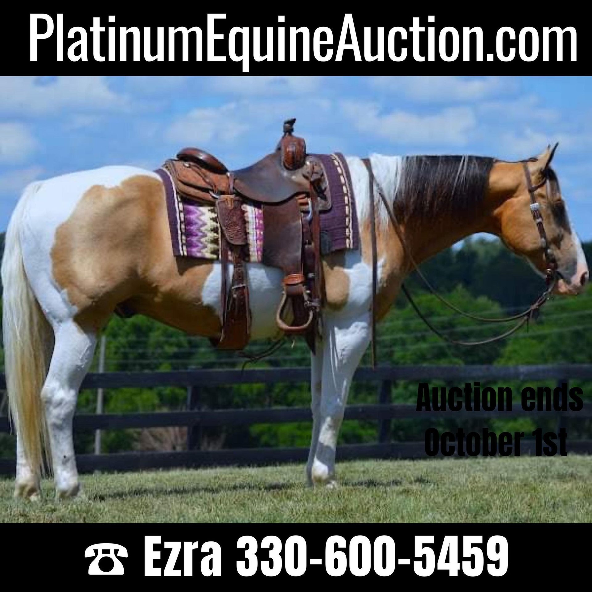 American Quarter Horse Gelding 10 years 15 hh Tobiano-all-colors in ...