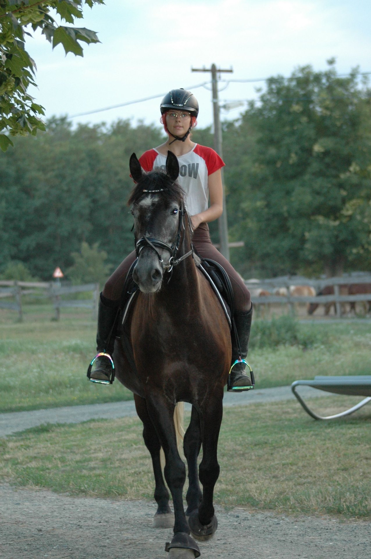 Hungarian Sport Horse Mix Gelding 9 years 16 hh Gray-Dark-Tan in ...
