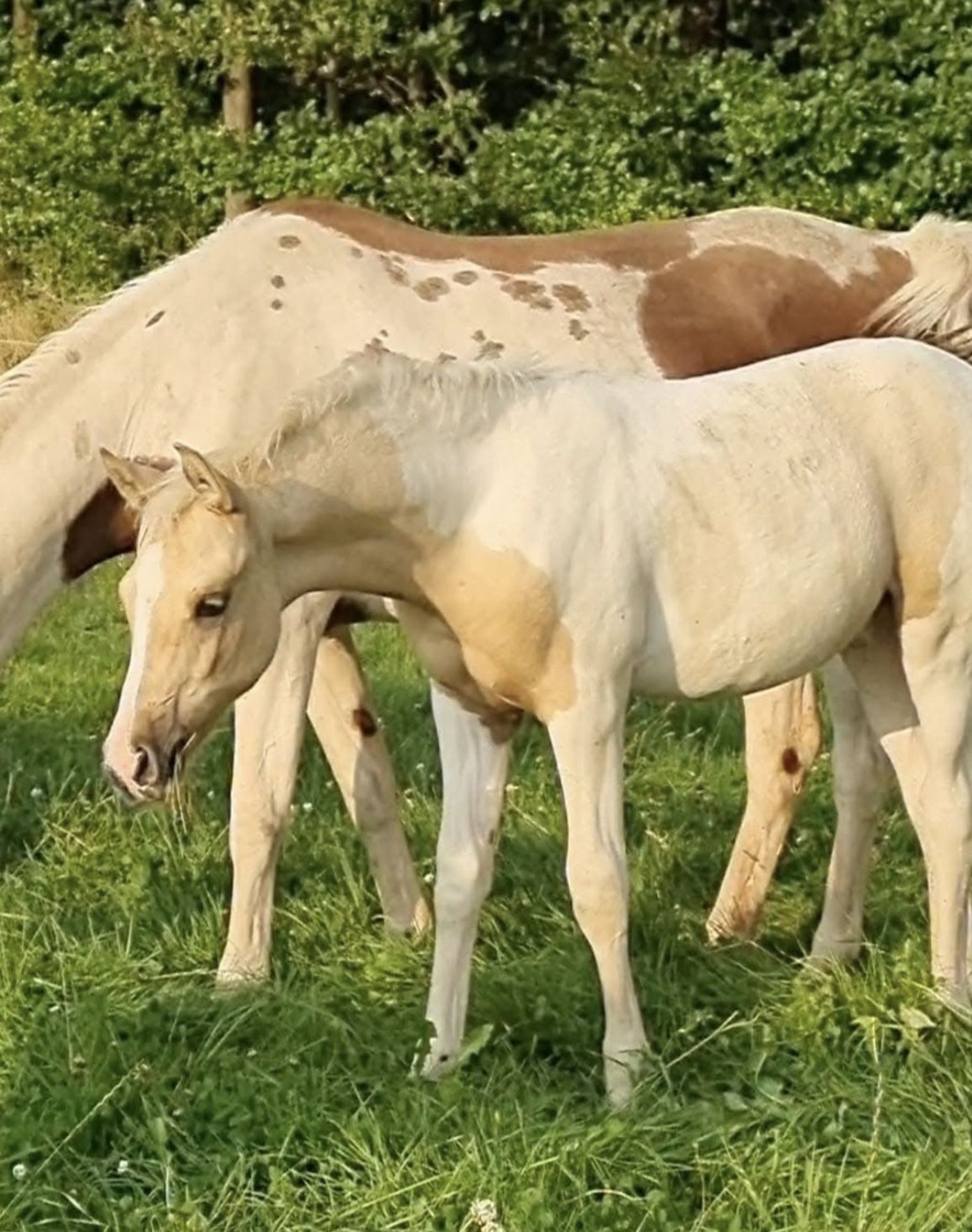 Arabian Partbred Stallion 1 year 15,1 hh Dunalino in Haunetal