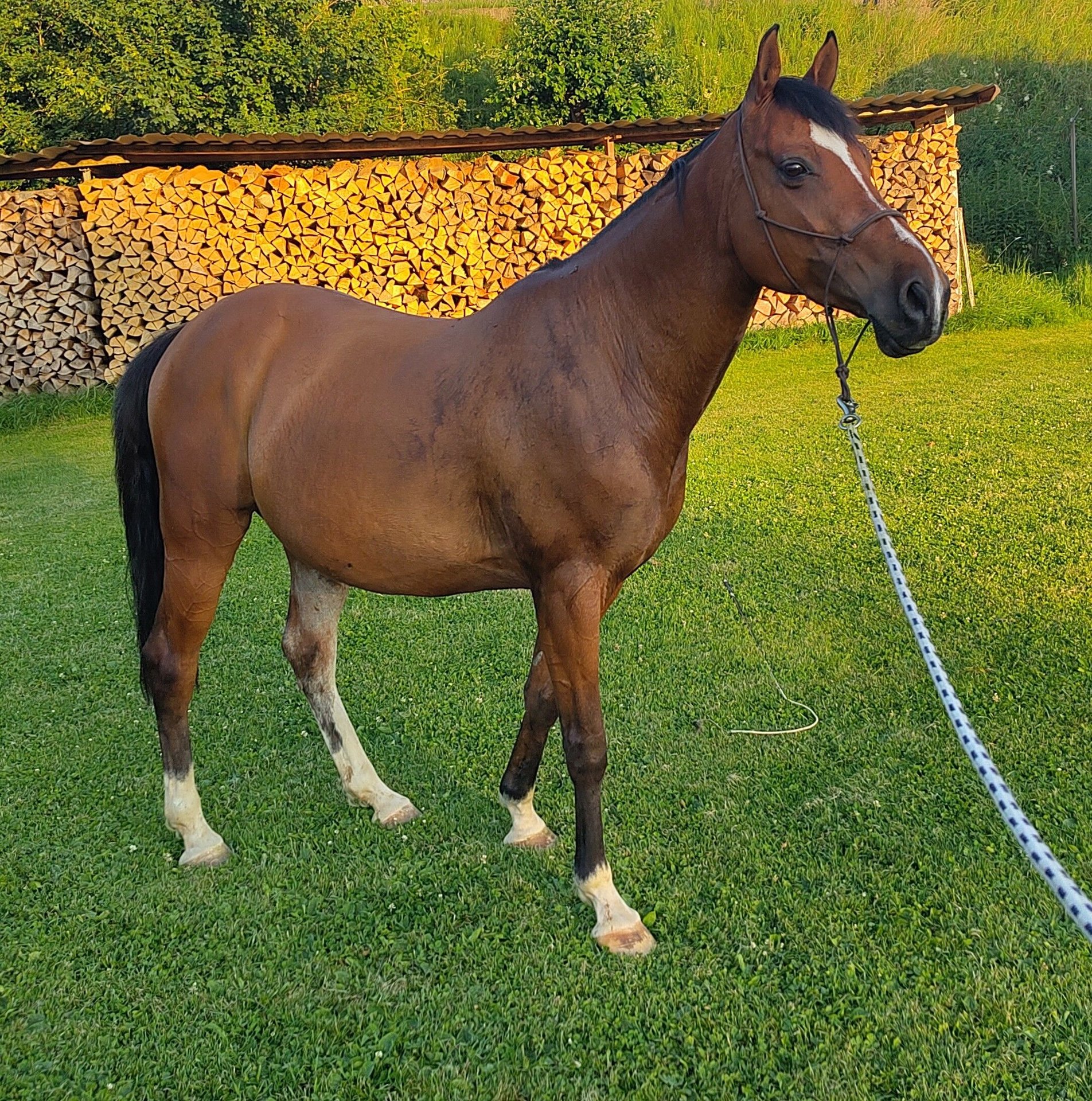 Andalusian Mix Gelding 11 years 16 hh Brown in Amlikon