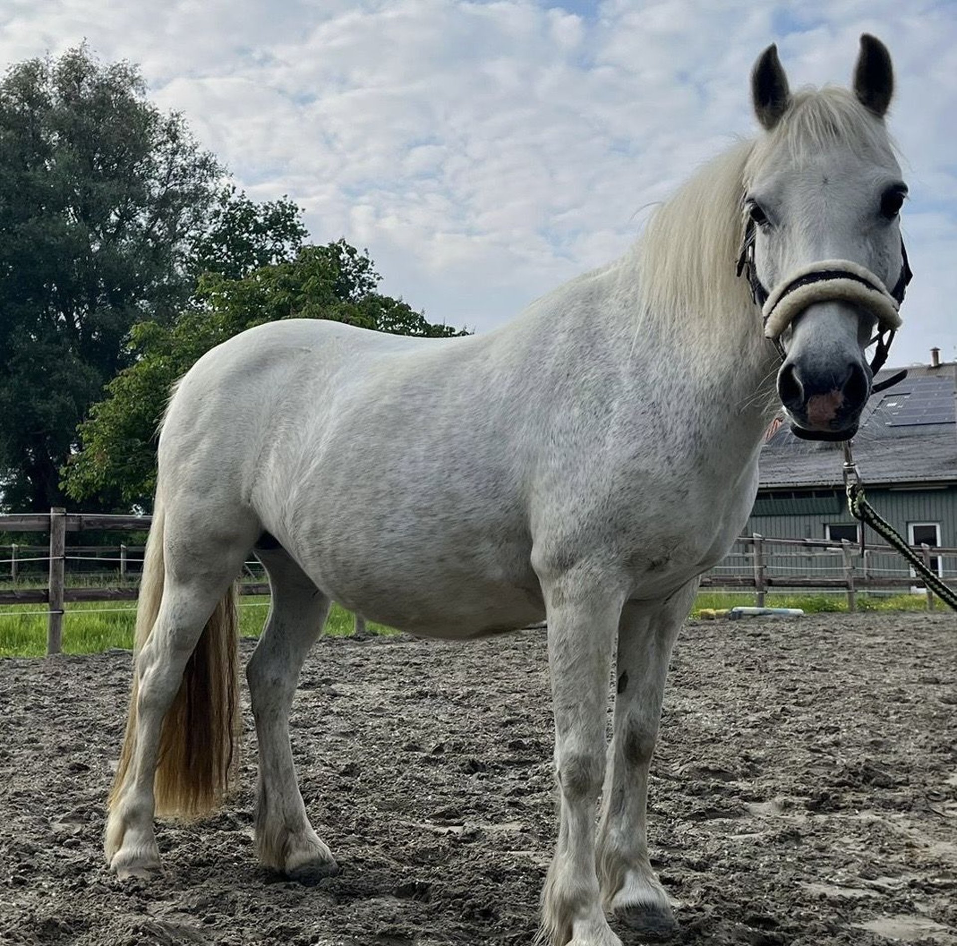 Welsh-B Stute 14 Jahre 121 cm Schimmel in Balje