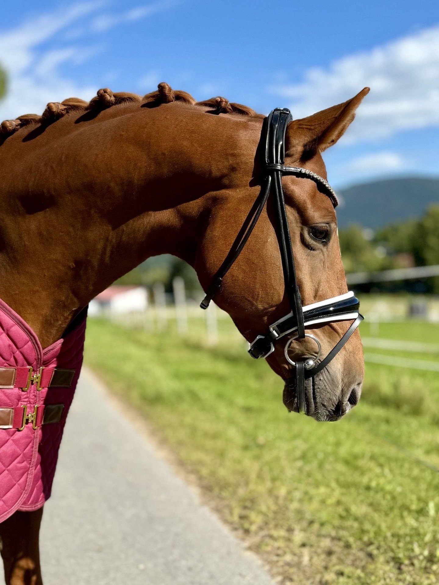 Mecklenburg Warmblood Gelding 6 years 17,1 hh Chestnut-Red in Bad Kötzting