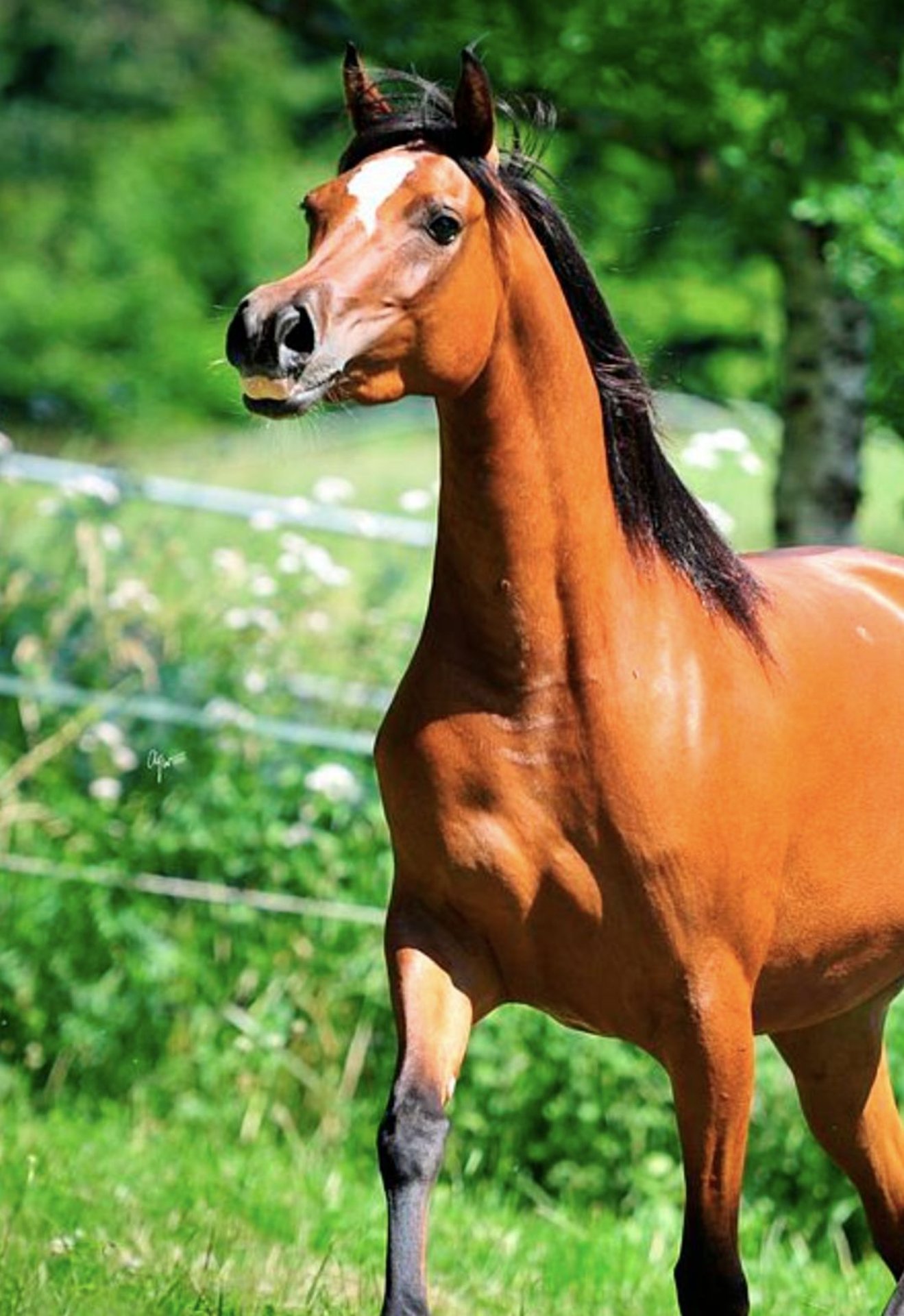 Arabian horses Mare 6 years 14,3 hh Brown in Amtzell