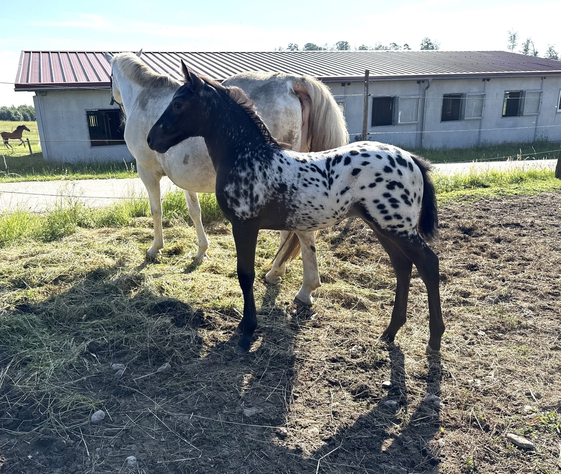 Oldenburg Mare Foal (06/2025) 16 hh Leopard-Piebald in Berg