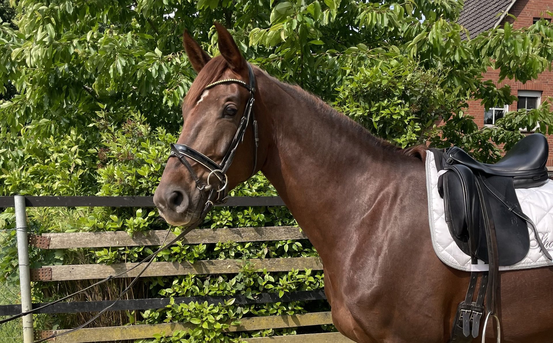 Caballo alemán Yegua 4 años 171 cm Alazán-tostado in Rheine