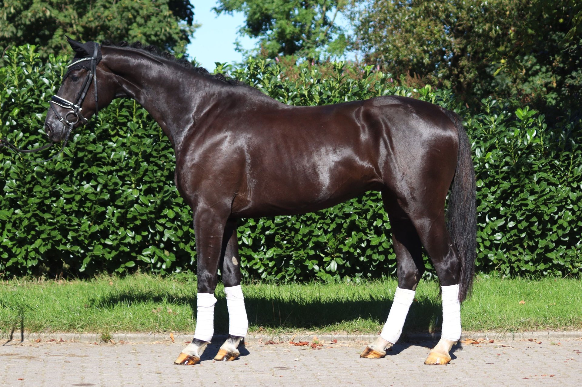 Hannoveraner Wallach 3 Jahre 172 cm Rappe in Selsingen