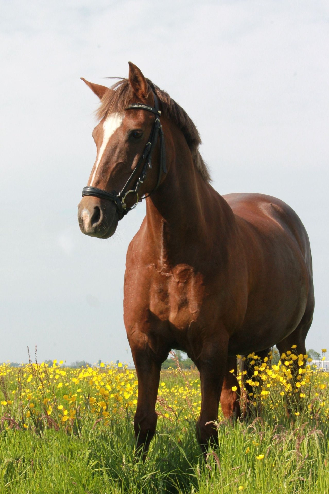 New Forest Pony Mix Mare 21 years 14,1 hh Chestnut in Aldeboarn