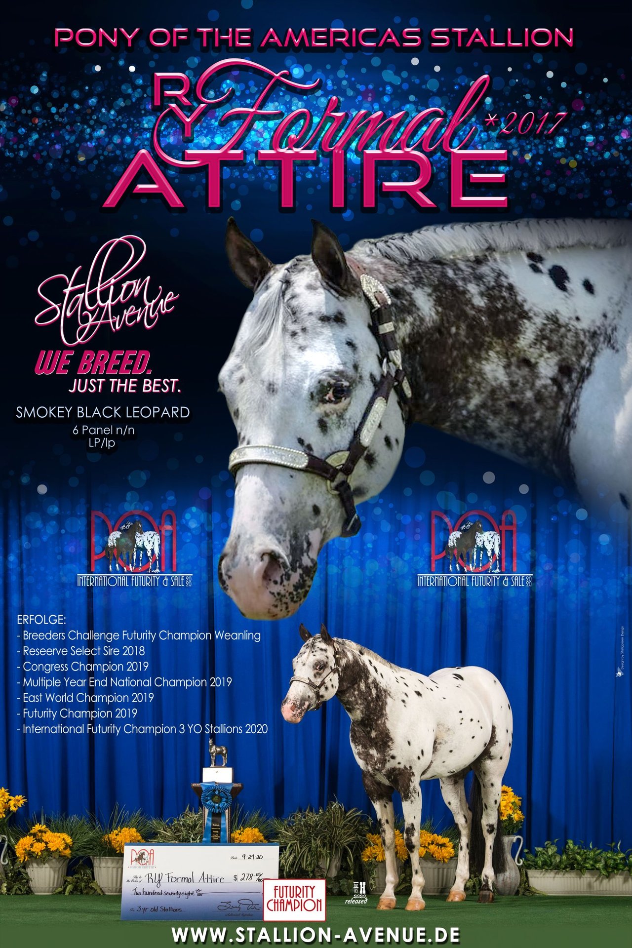 Pony of the Americas Stallion Leopard-Piebald in Waldshut-Tiengen