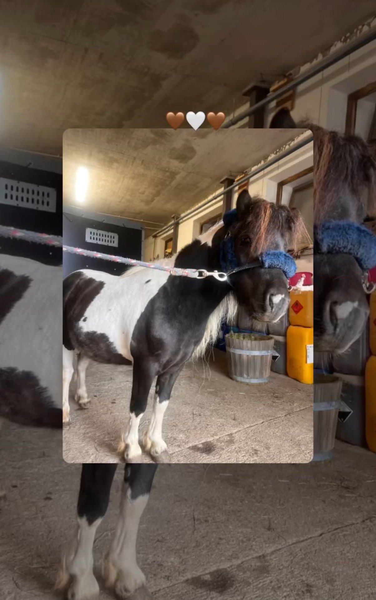 Mini Shetland Pony Stallion 4 years 7,3 hh Pinto in Tux